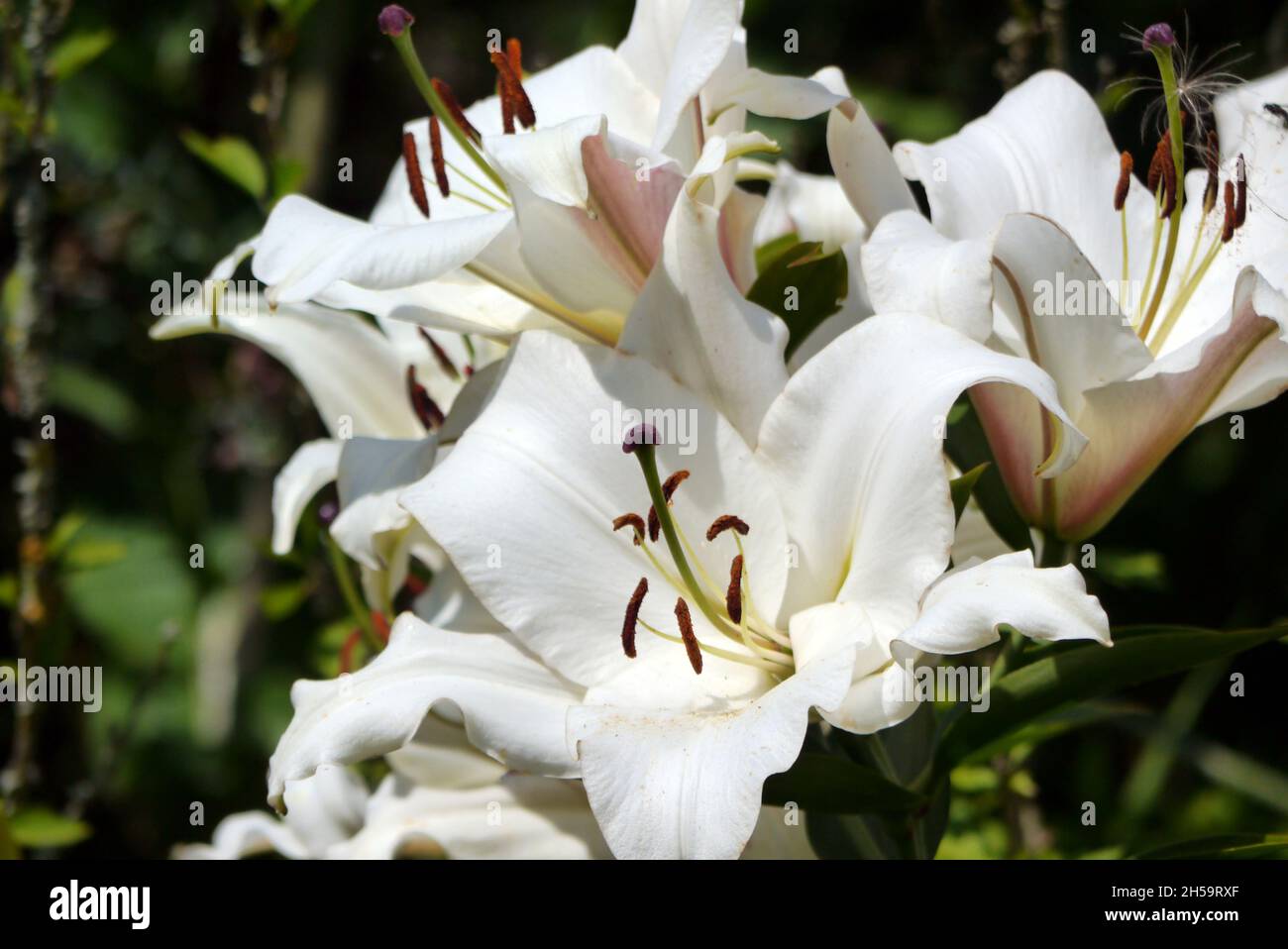 Madonna lily lilium candidum close up hi-res stock photography and ...