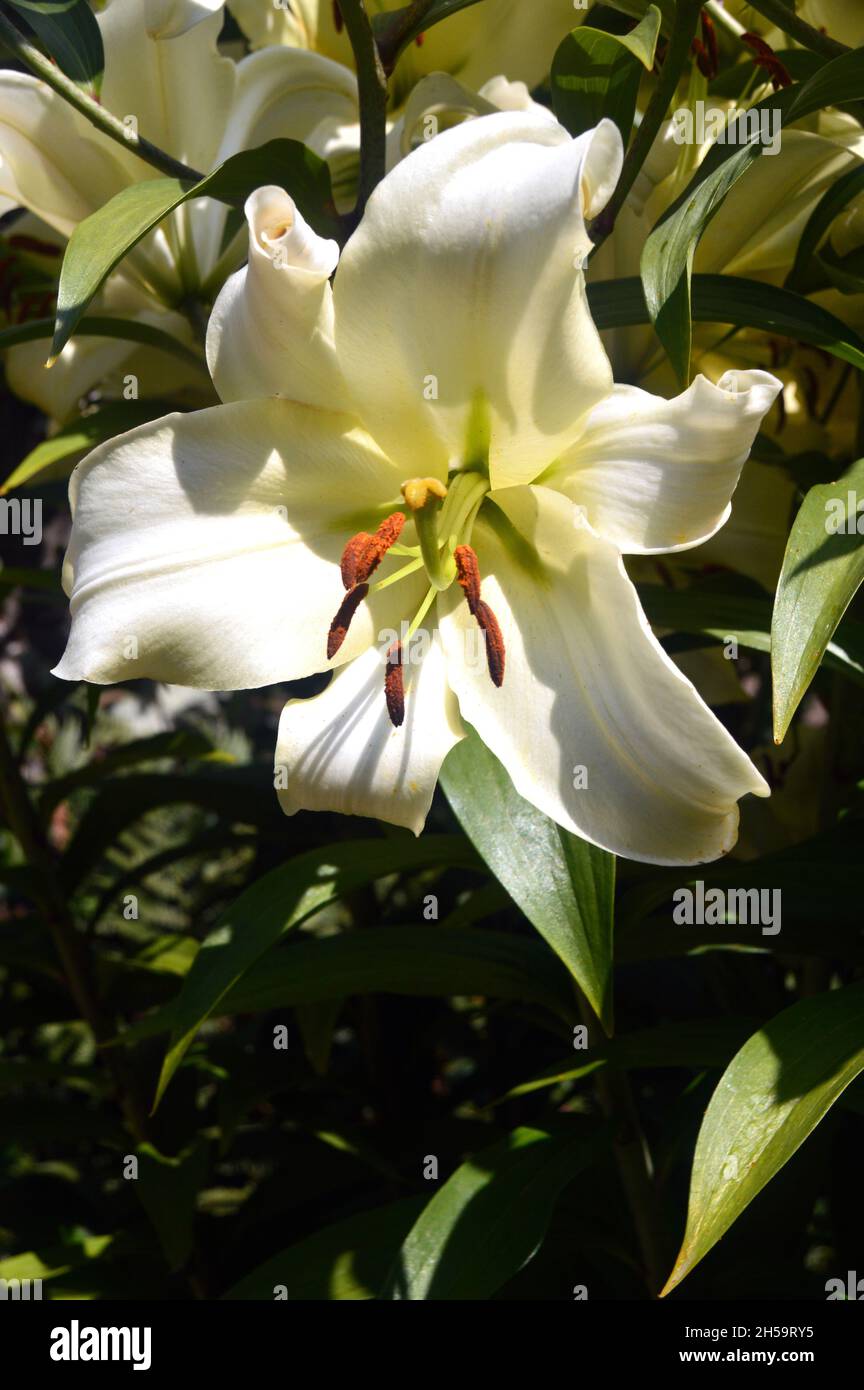 Close up of Lilium candidum (Madonna/White lily) Flower at Dalemain ...