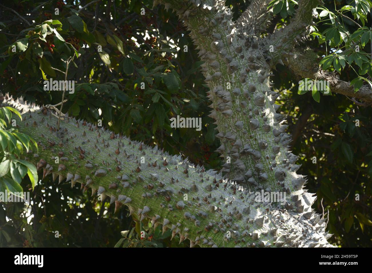Chorisia speciosa.Thick thorny tree trunk of Ceiba speciosa. The ...