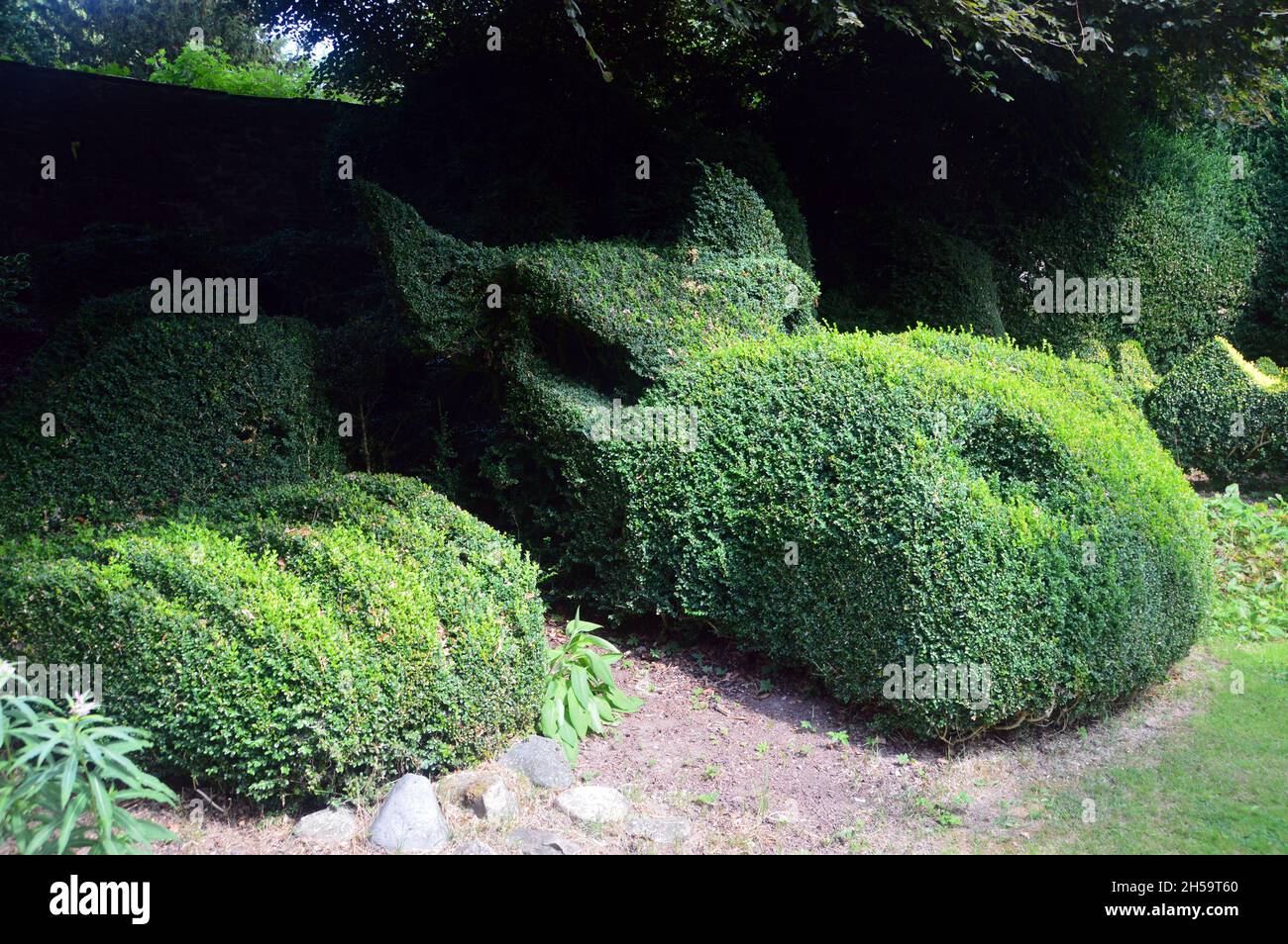 Sleeping Dragon Head & Claw Hedge Topiary in the Low Garden at Dalemain ...