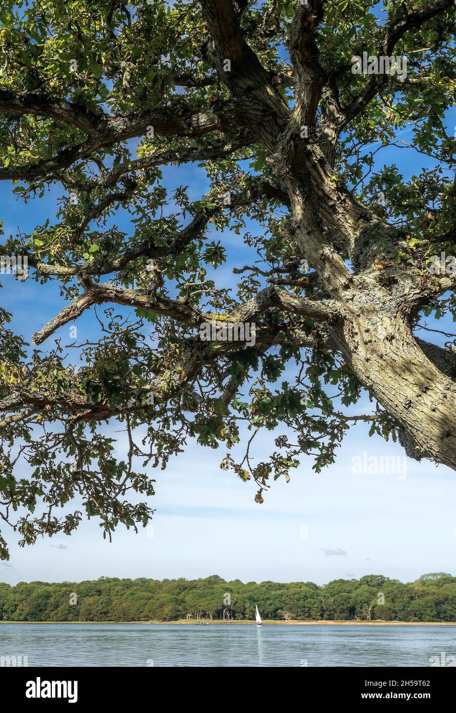 Nature trees at Dell Quay, Chichetser, West Sussex, UK Stock Photo - Alamy
