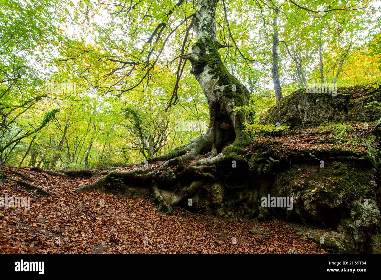 Forest turquoise blue lake with white marble stones and waterfalls in ...