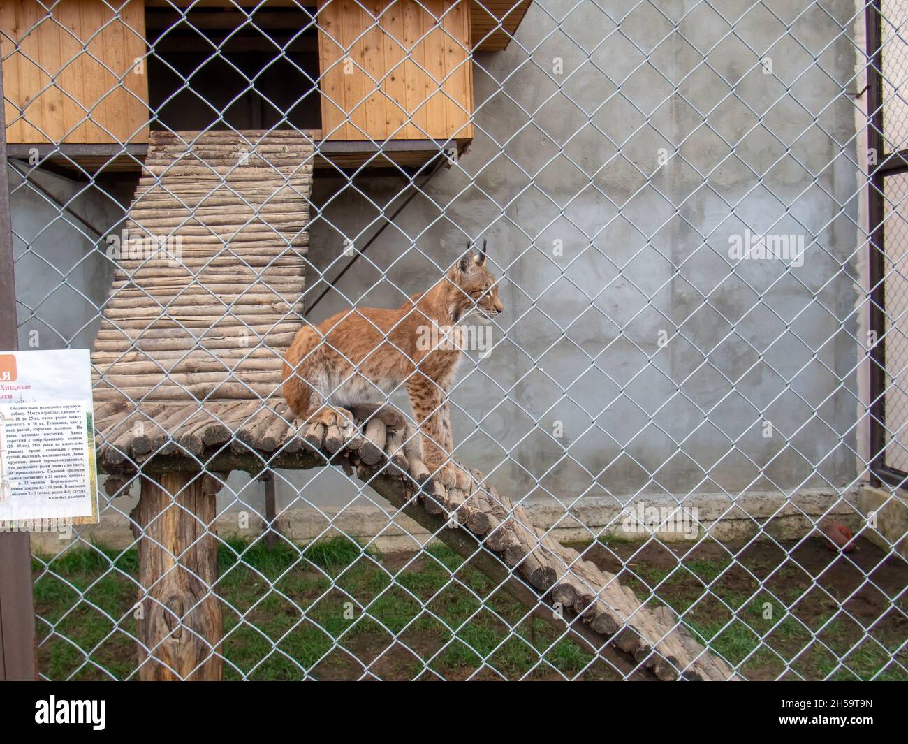 lynx near his house in the zoo, in the summer Stock Photo - Alamy