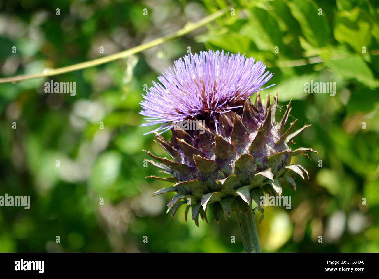 Single Purple Cardoon 'Cynara cardunculus' (Artichoke Thistle) Seed ...