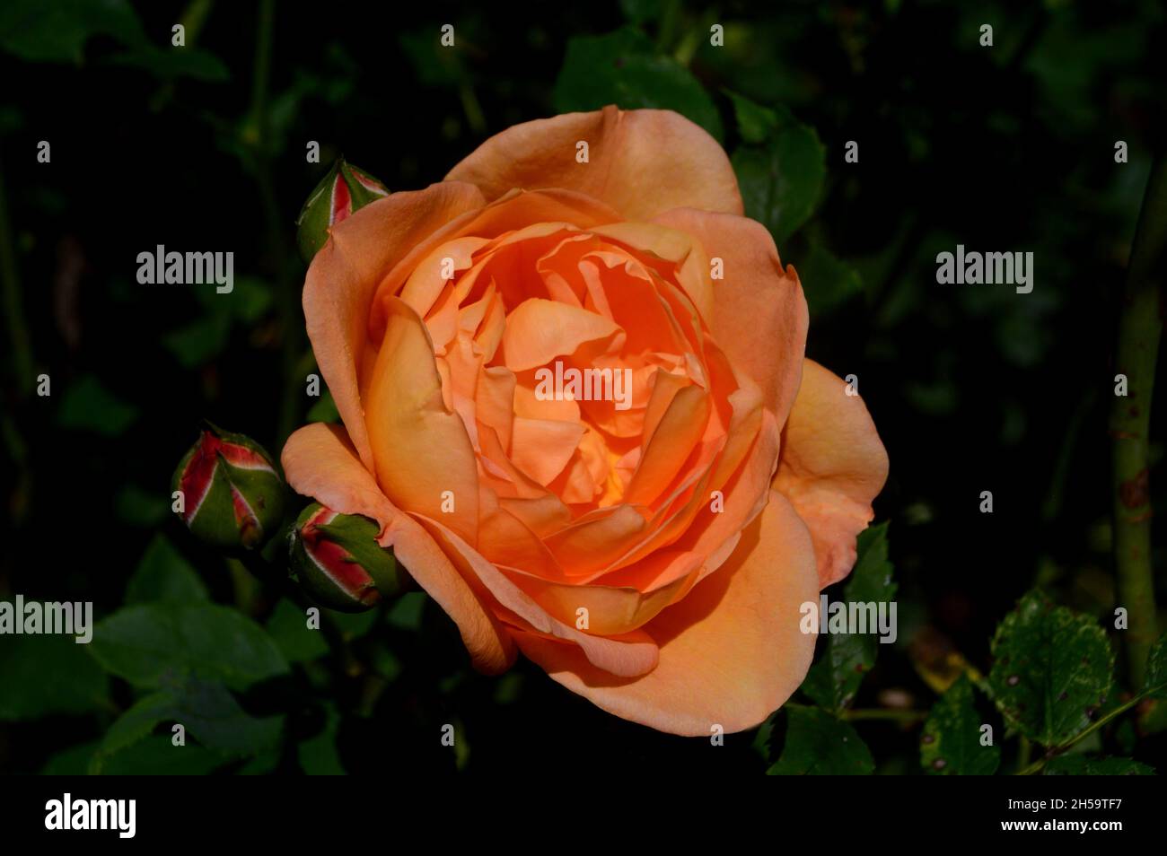 Climbing rose house hi-res stock photography and images - Alamy