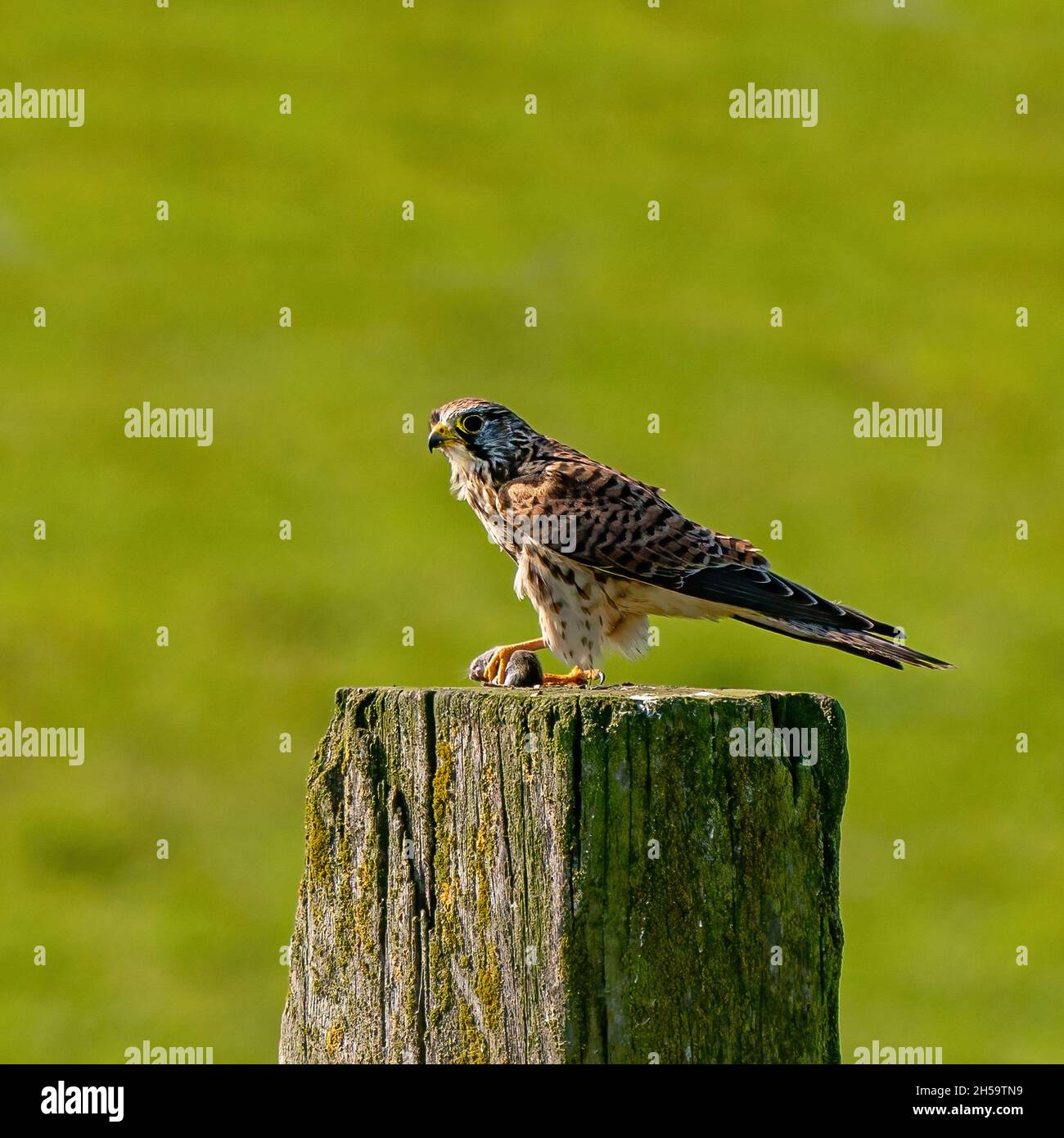 Meat Eating Bird High Resolution Stock Photography and Images - Alamy