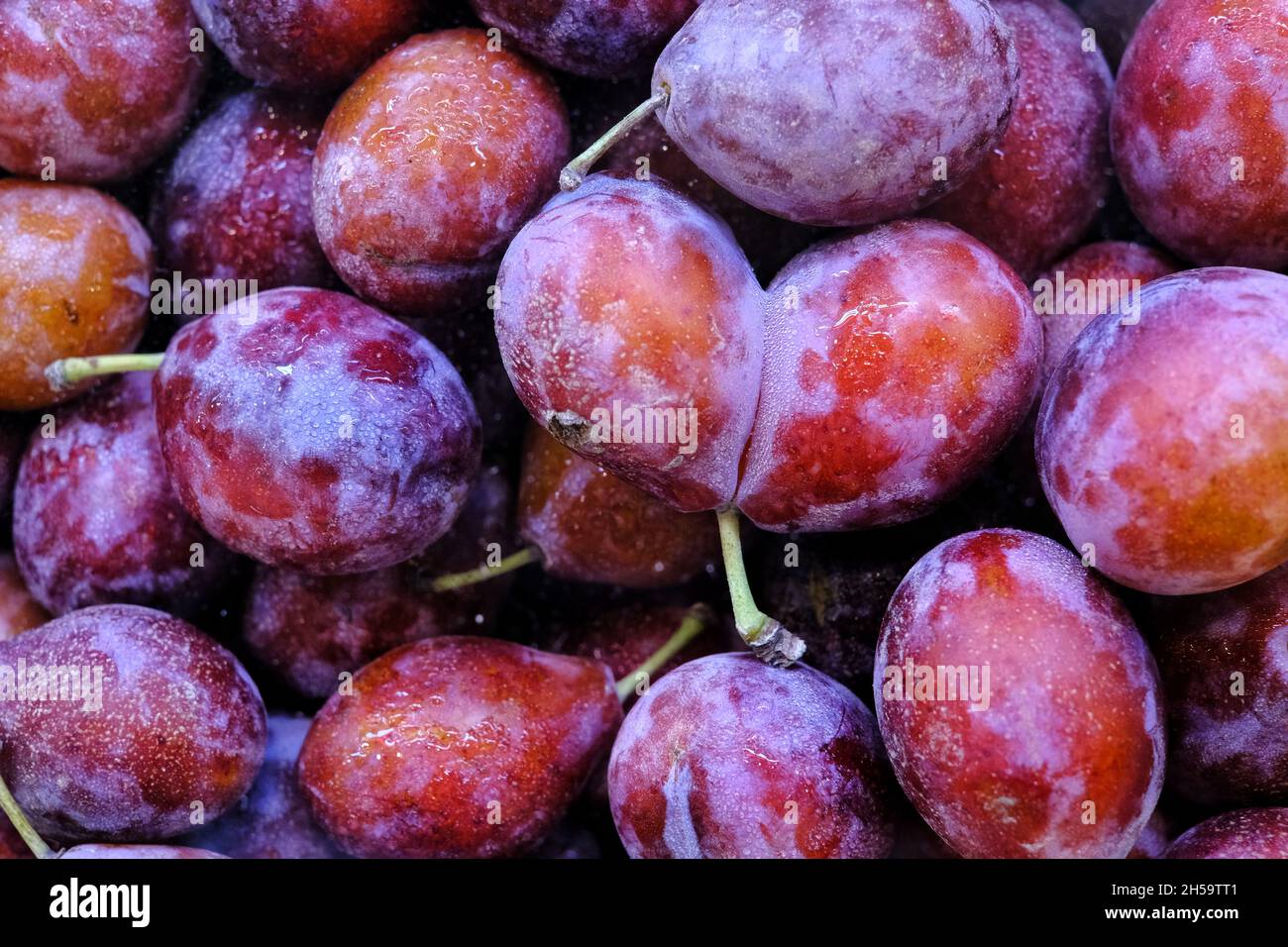 A top view of a bunch of ripe fresh red and purple plums with one ...