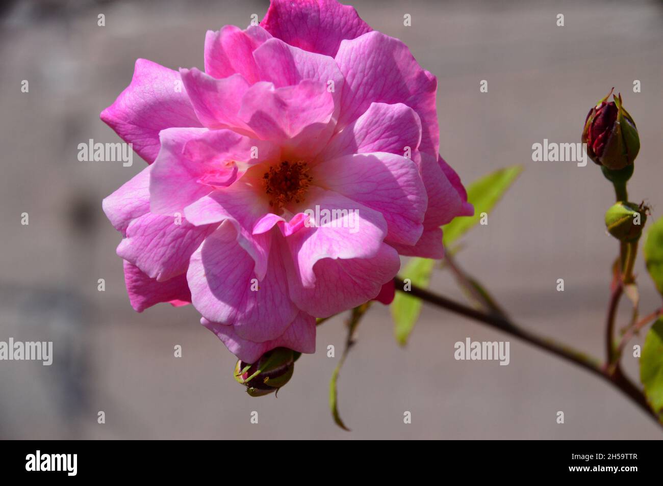 Single Pink Scrambling Climbing Rose 'Old Blush' grown at Dalemain ...