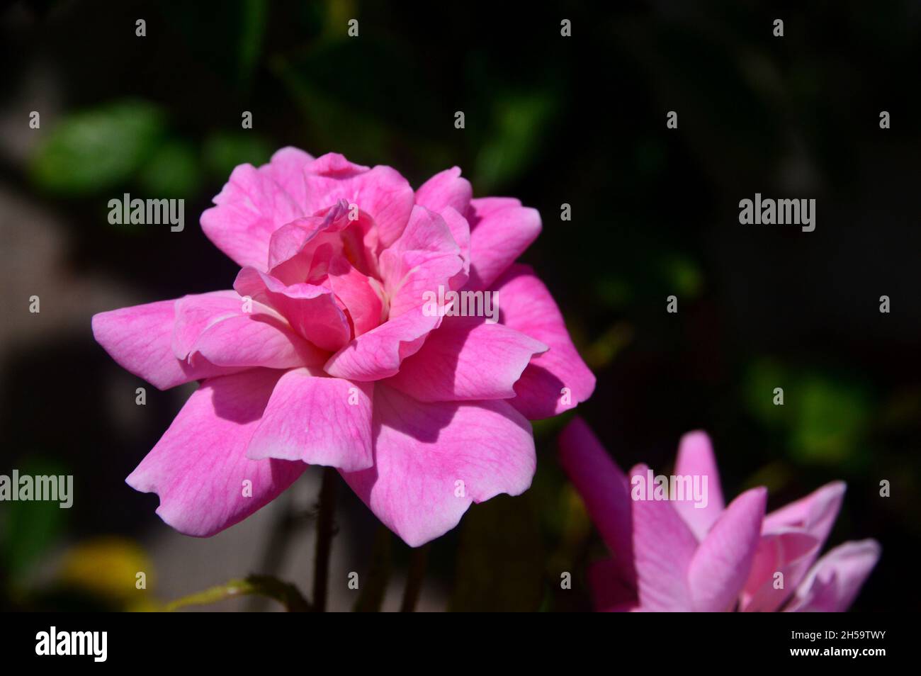 Single Pink Scrambling Climbing Rose 'Old Blush' grown at Dalemain ...