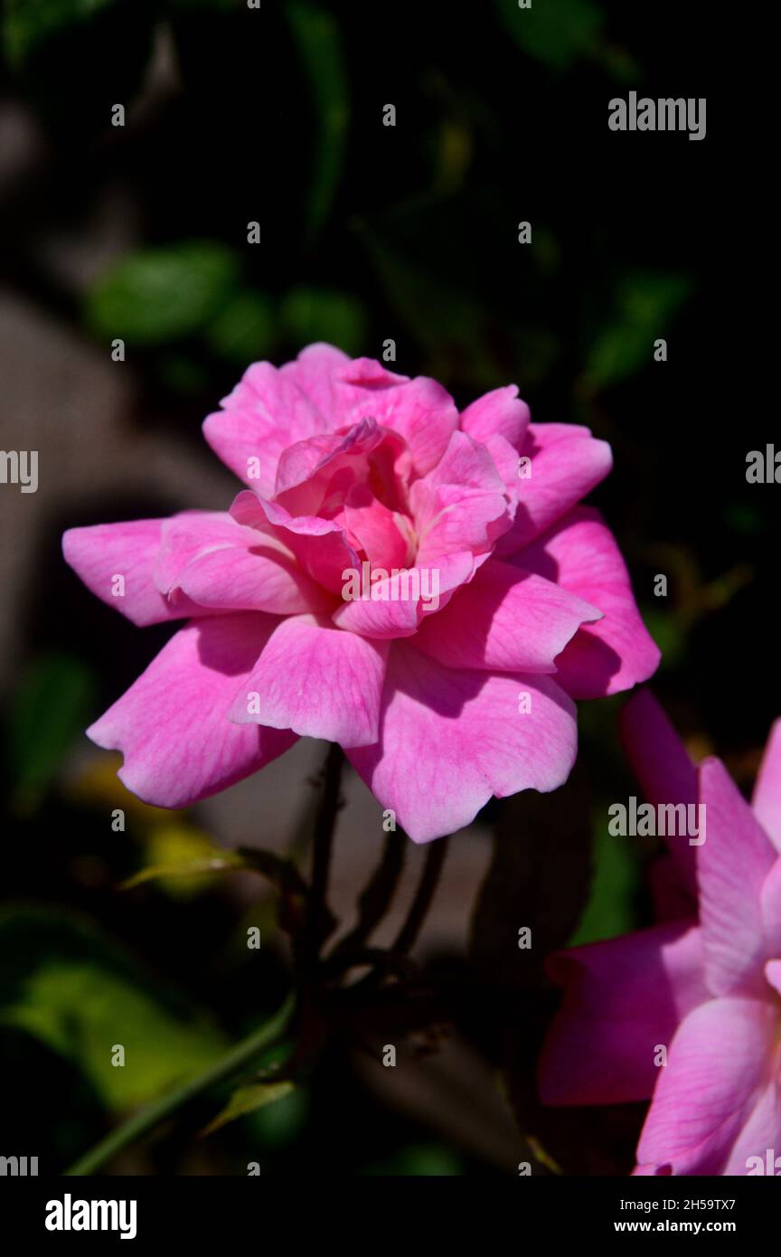 Single Pink Scrambling Climbing Rose 'Old Blush' grown at Dalemain ...