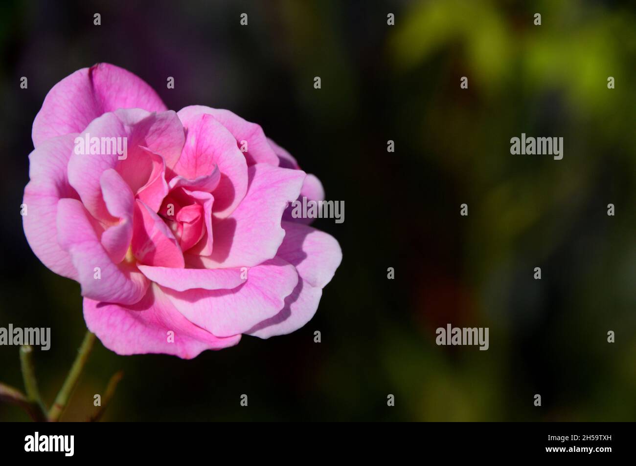 Single Pink Scrambling Climbing Rose 'Old Blush' grown at Dalemain ...