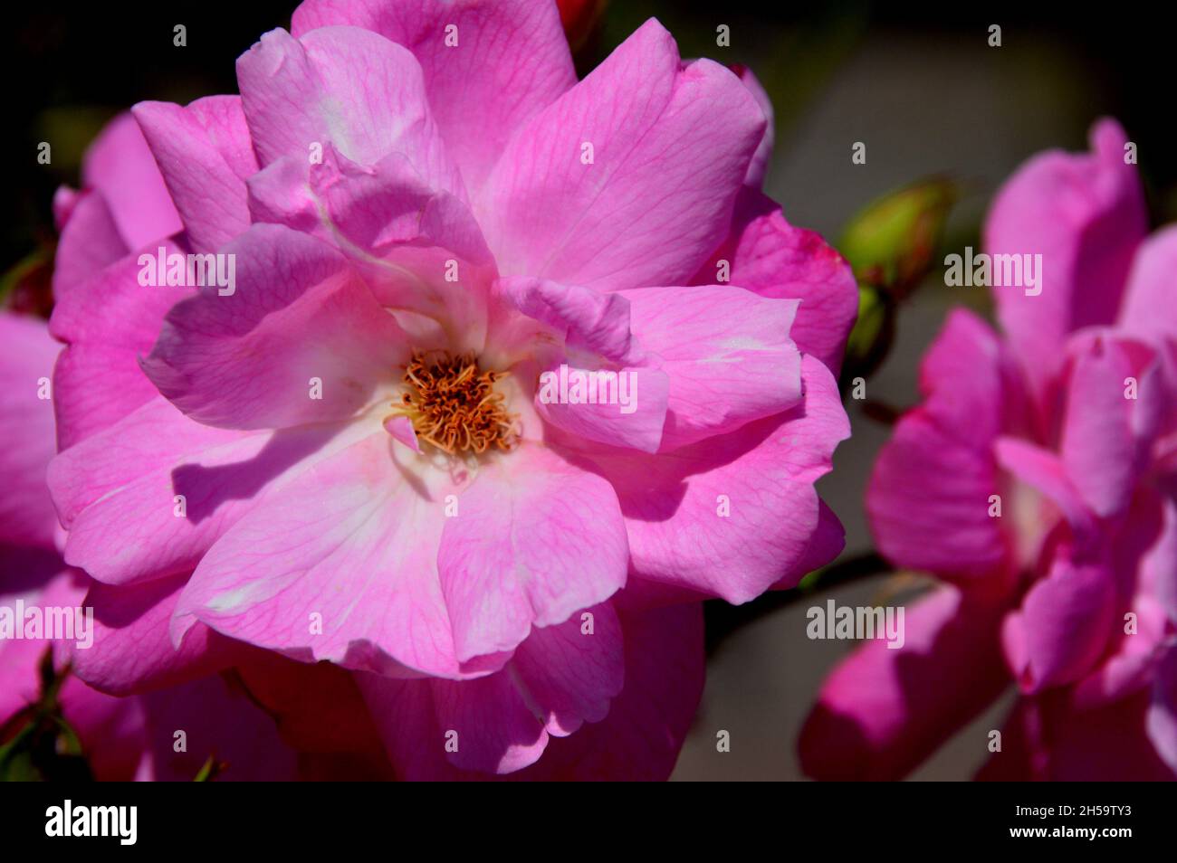 Old blush rose hi-res stock photography and images - Alamy