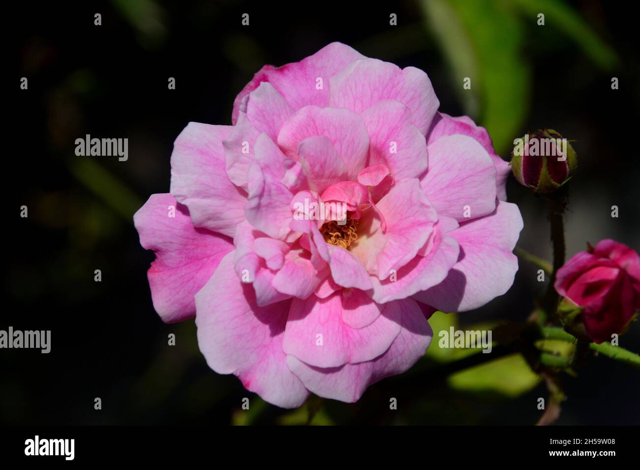 Single Pink Scrambling Climbing Rose 'Old Blush' grown at Dalemain ...