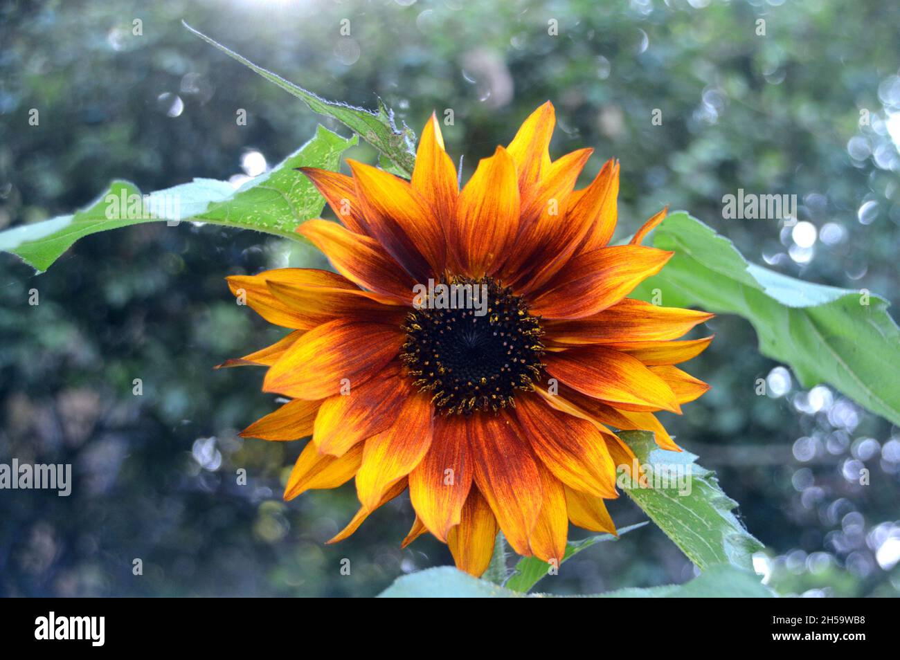Single Burnt Orange/Yellow/Brown Helianthus Annuus 'Earthwalker ...