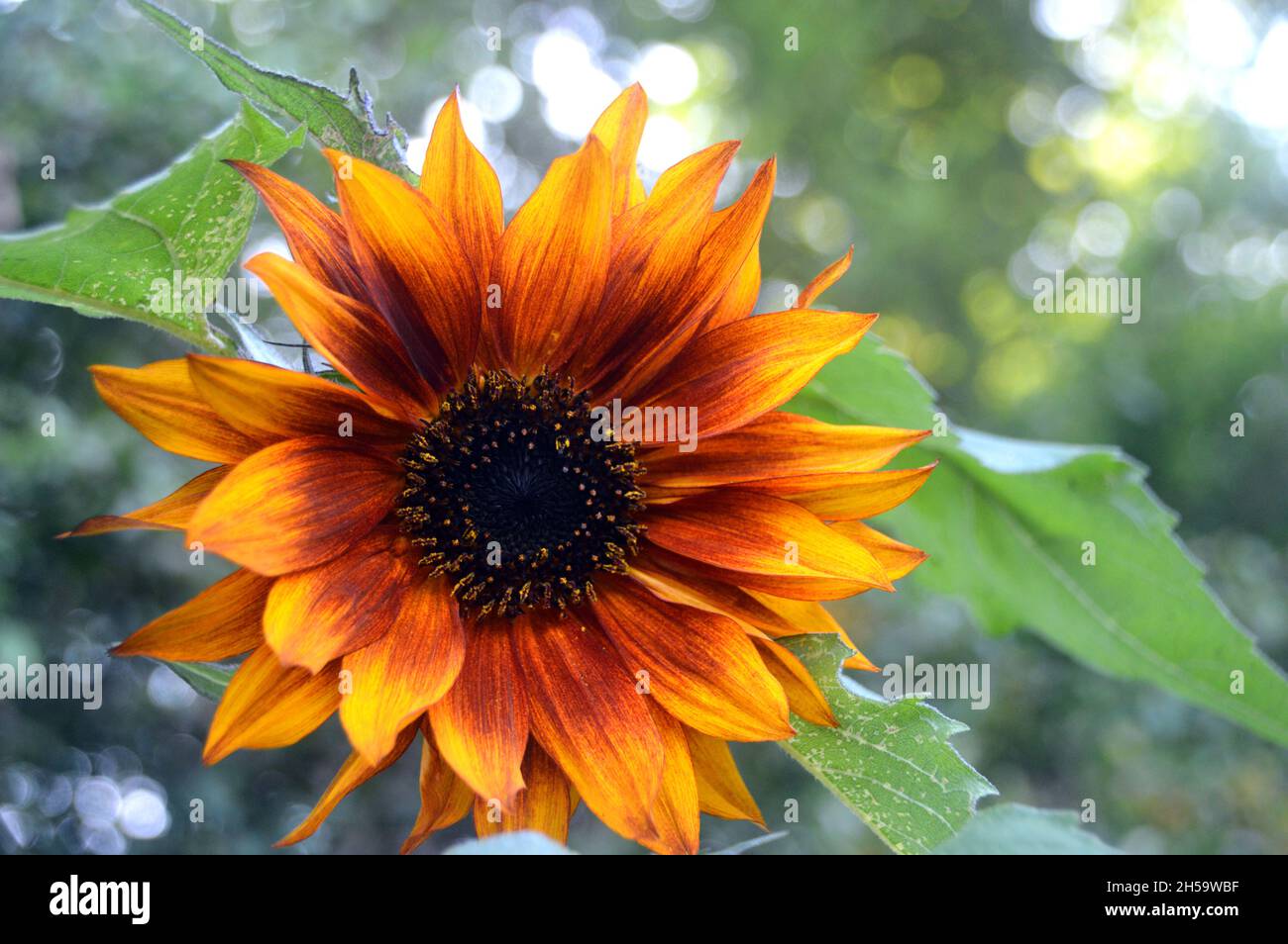 Single Burnt Orange/Yellow/Brown Helianthus Annuus 'Earthwalker ...