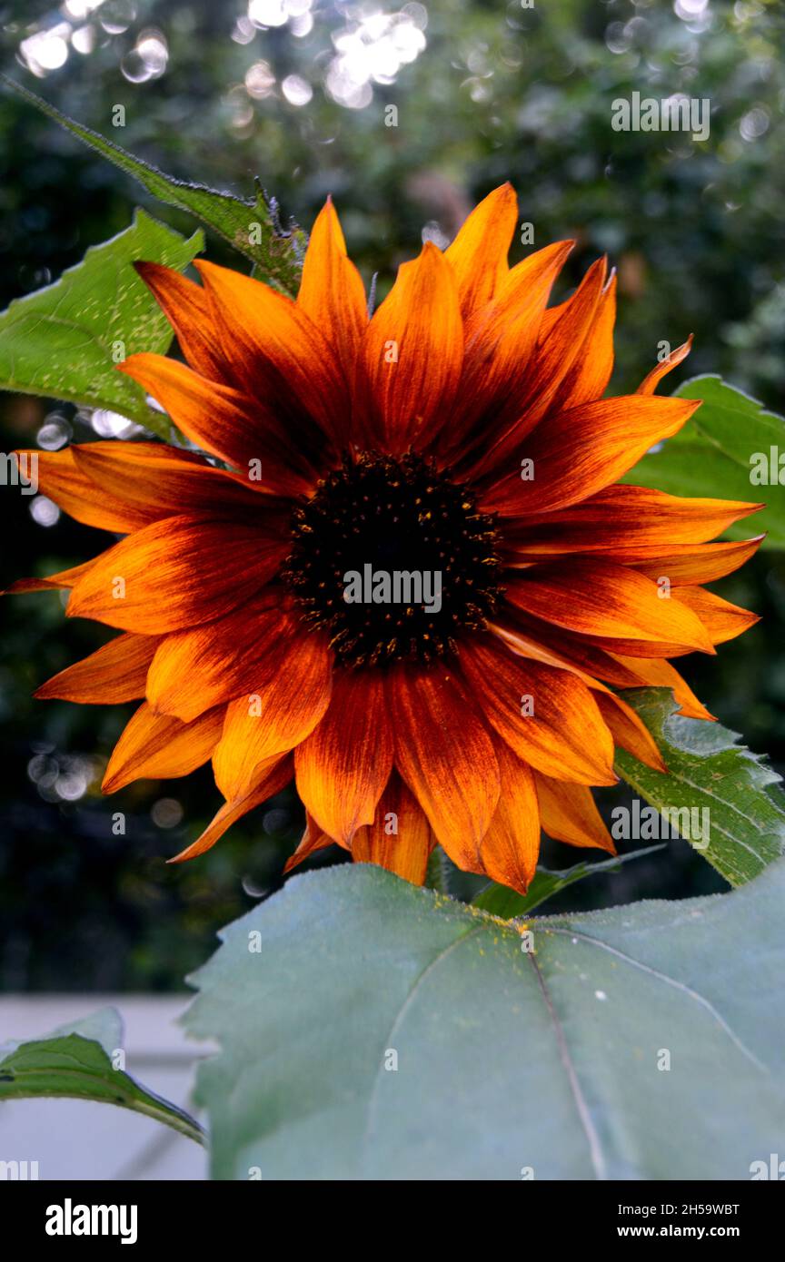 Helianthus annuus earthwalker hi-res stock photography and images - Alamy
