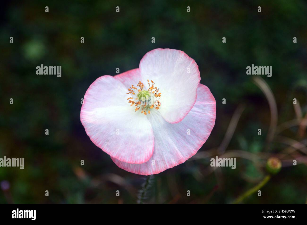 Single Pale Pink/White Shirley Poppy (Papaver rhoeas) Flower Grown in a ...