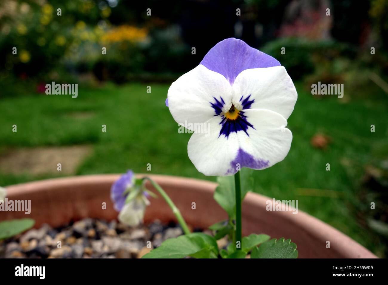 Blue violas flowers hi-res stock photography and images - Alamy
