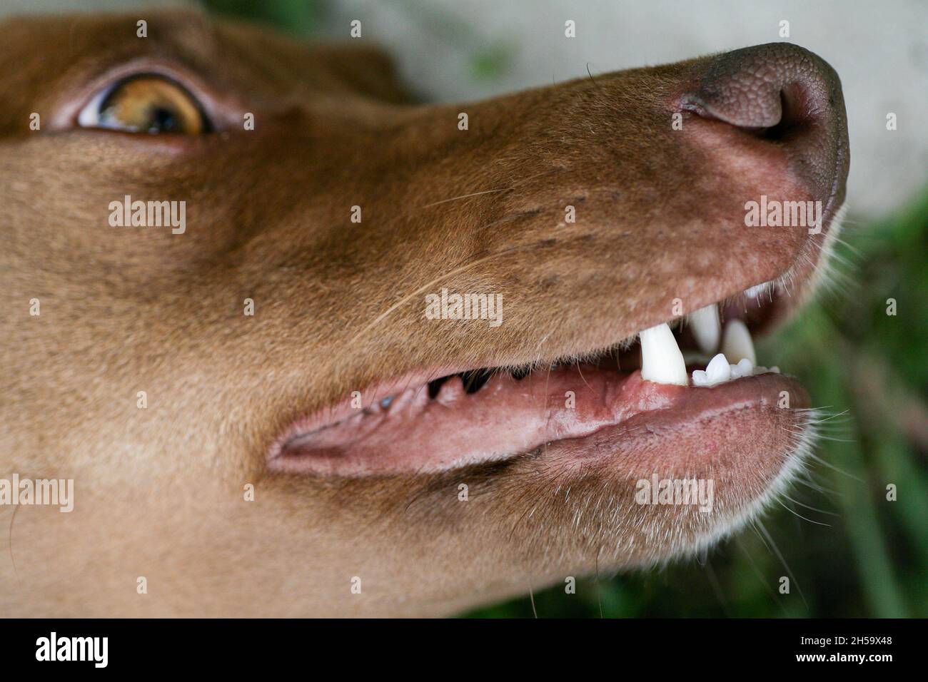 How Sharp Are Dogs Teeth