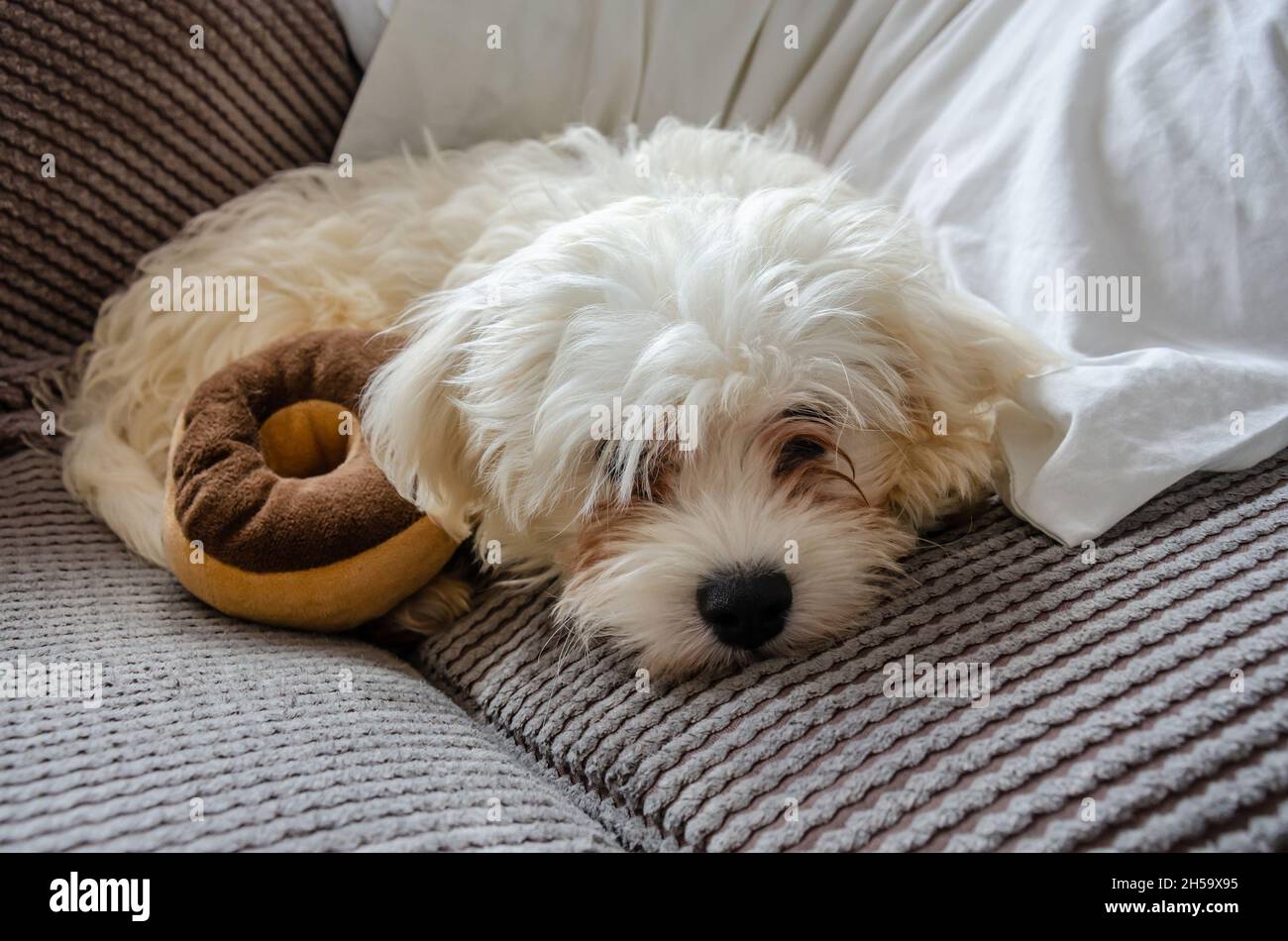 A young, white, cavapoo puppy dog lying down on a settee Stock Photo ...