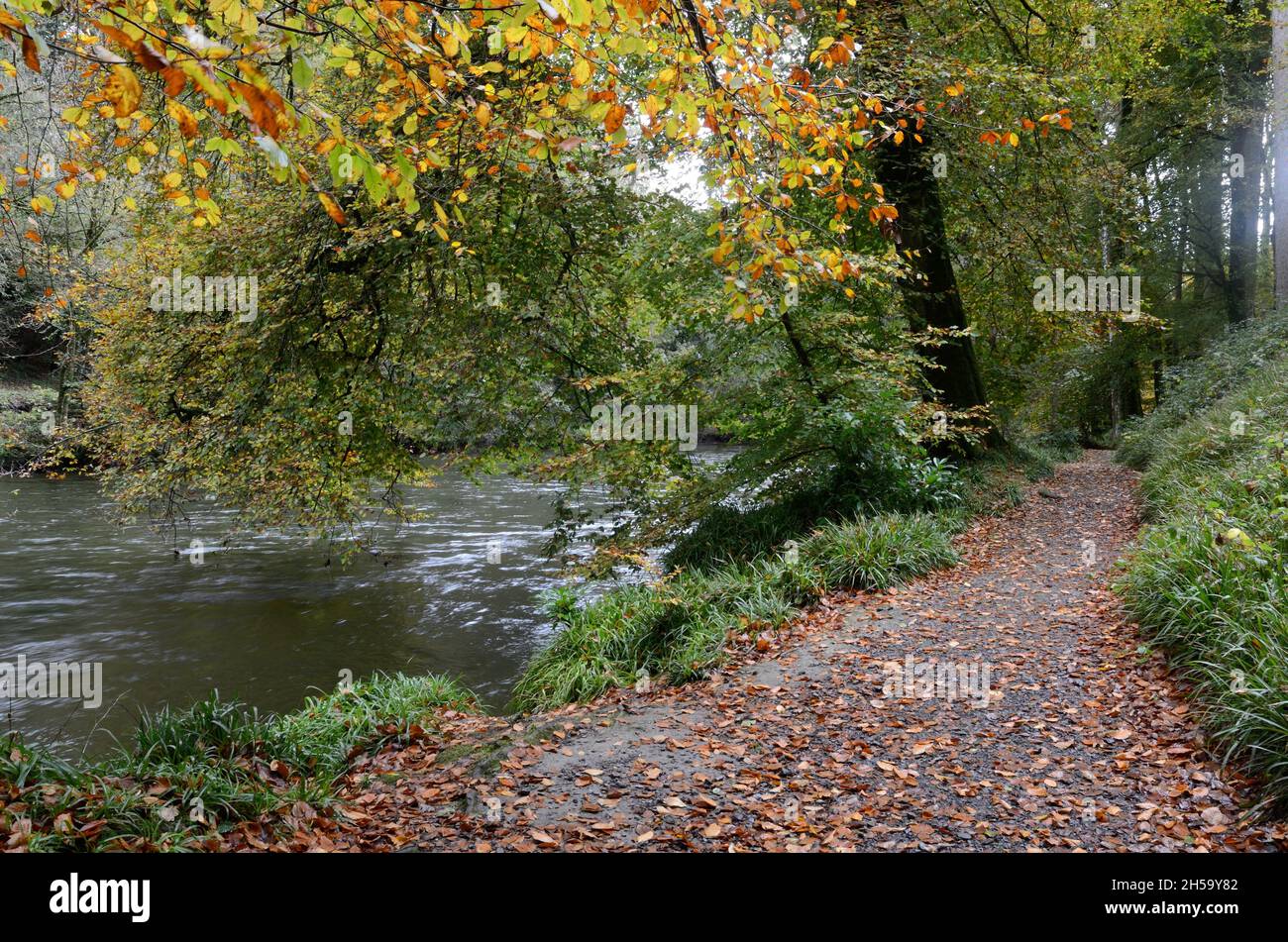 River side walk along the Teifi River at Henllan Carmarthenshire Wales ...