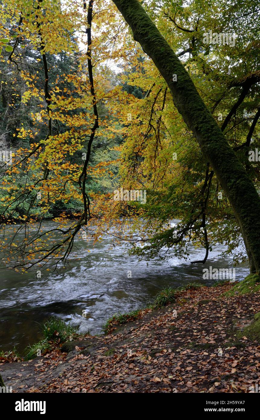 River side walk along the Teifi River at Henllan Carmarthenshire Wales ...