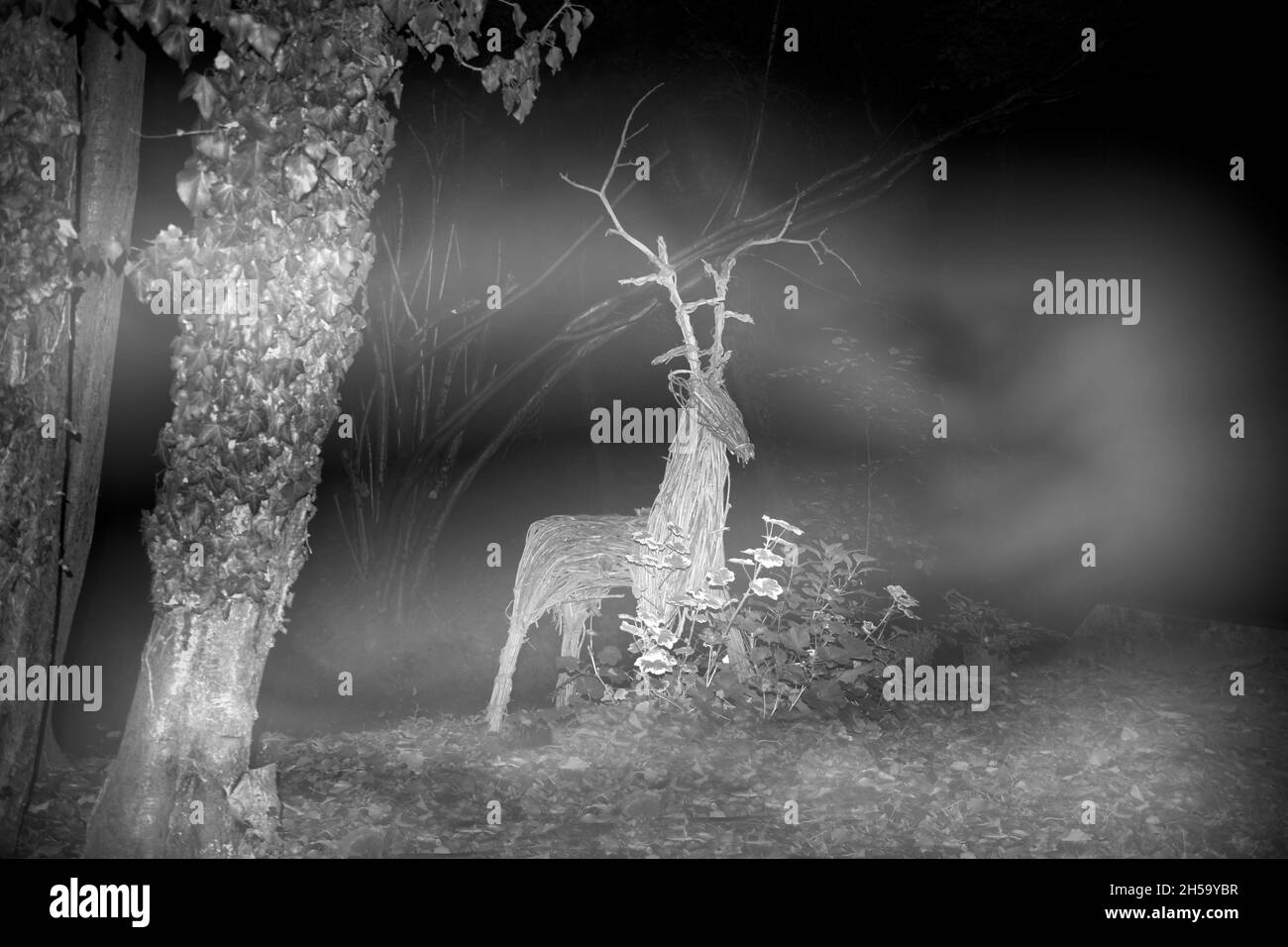 Deer view Black and White Stock Photos & Images - Alamy