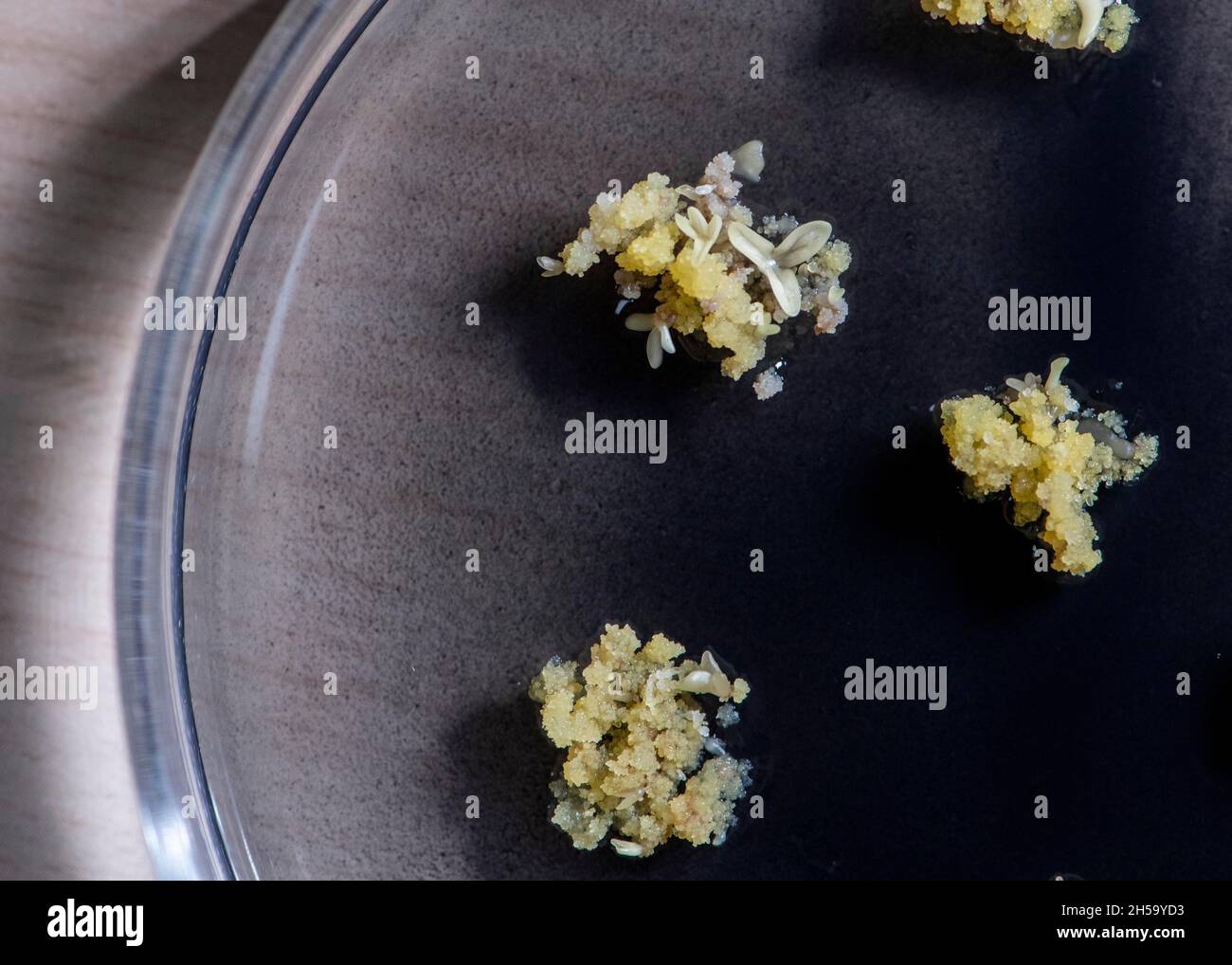 (211108) -- KUNMING, Nov. 8, 2021 (Xinhua) -- Photo taken on Oct. 20 ...