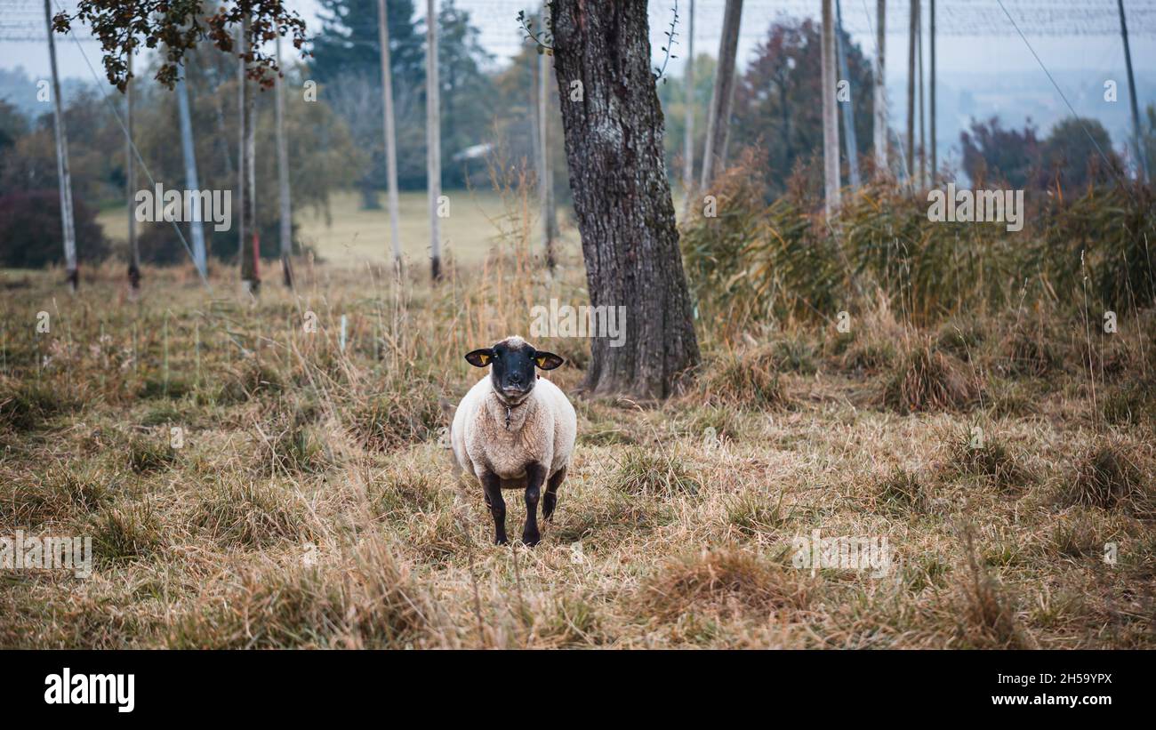Cute sheep in a farmland Stock Photo - Alamy