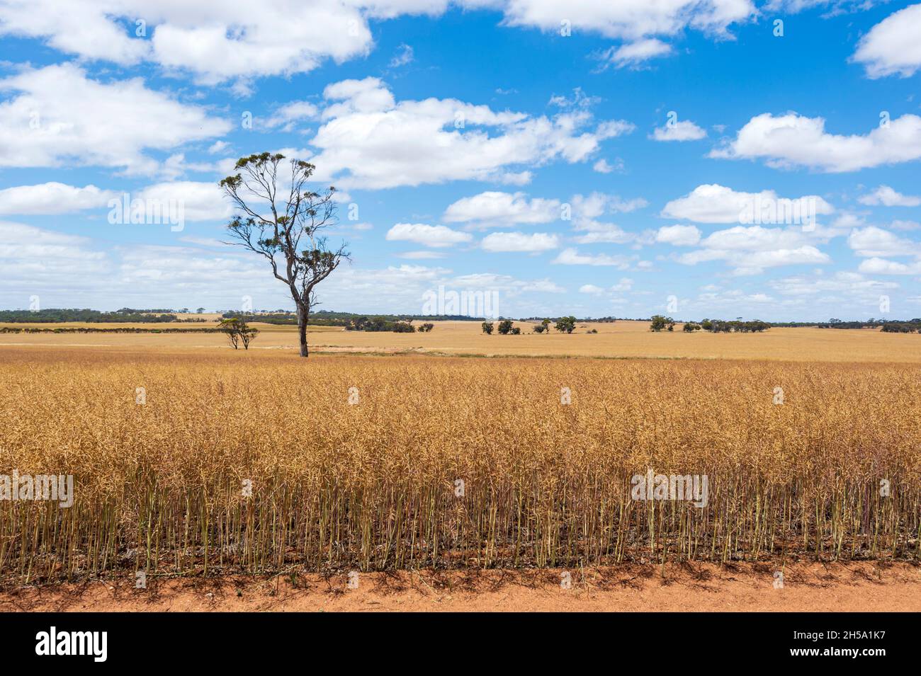 Australian farming region hi-res stock photography and images - Alamy