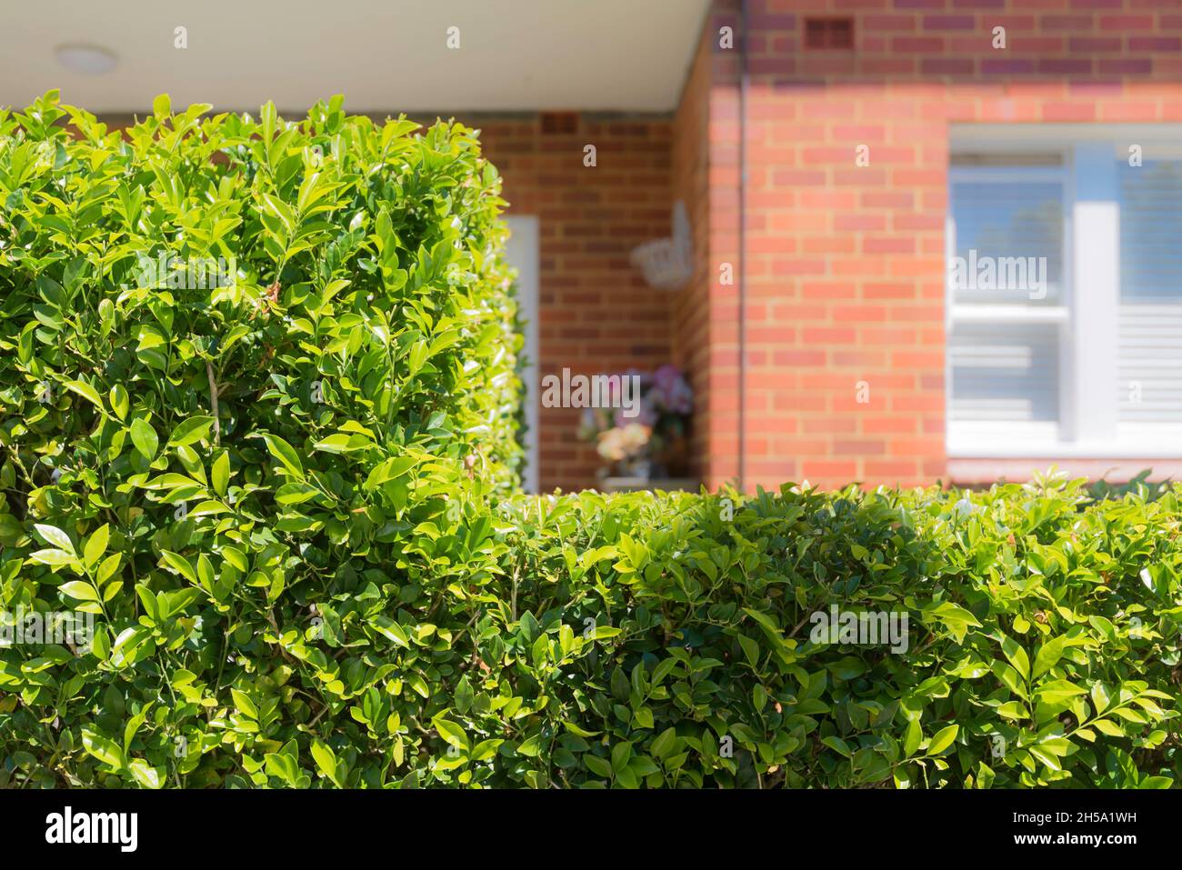 Neatly trimmed hedges hi-res stock photography and images - Alamy