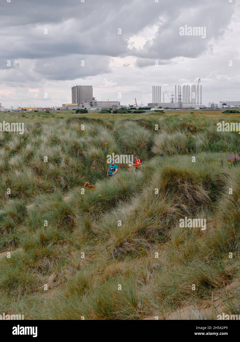 Tees Estuary environment where heavy industry share the landscape with ...