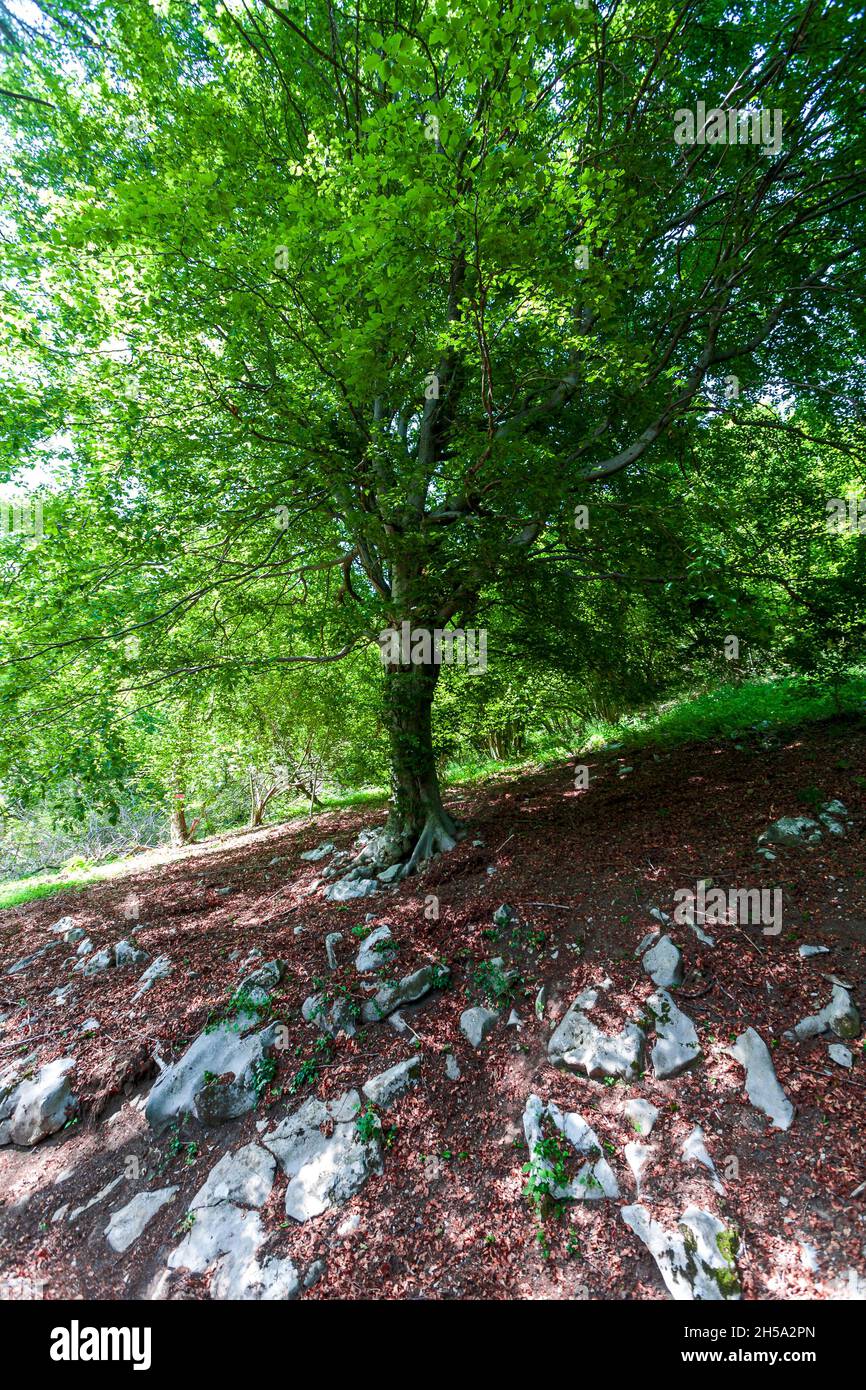 Big green tree hi-res stock photography and images - Alamy