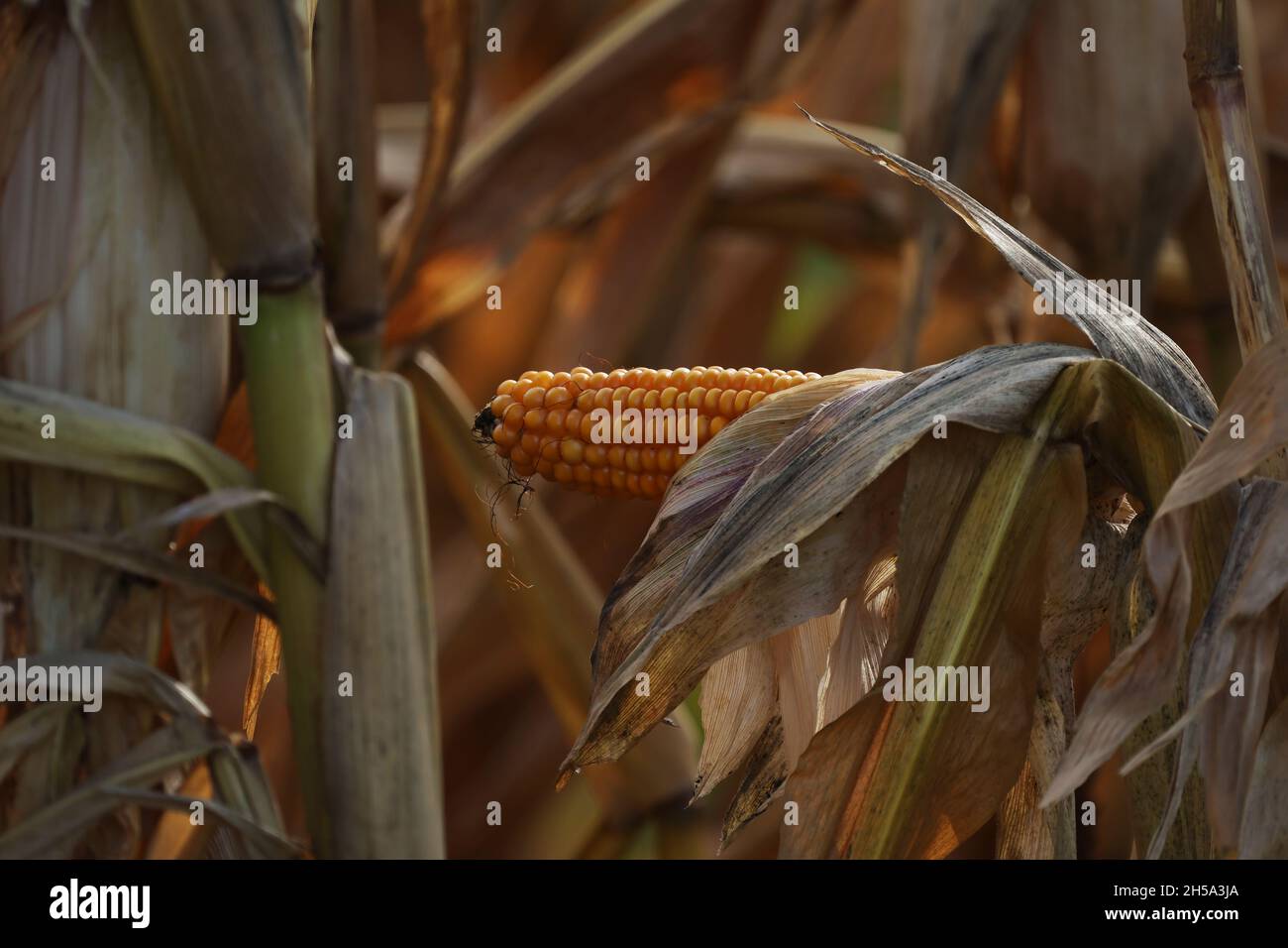 Fossil corn cob hi-res stock photography and images - Alamy