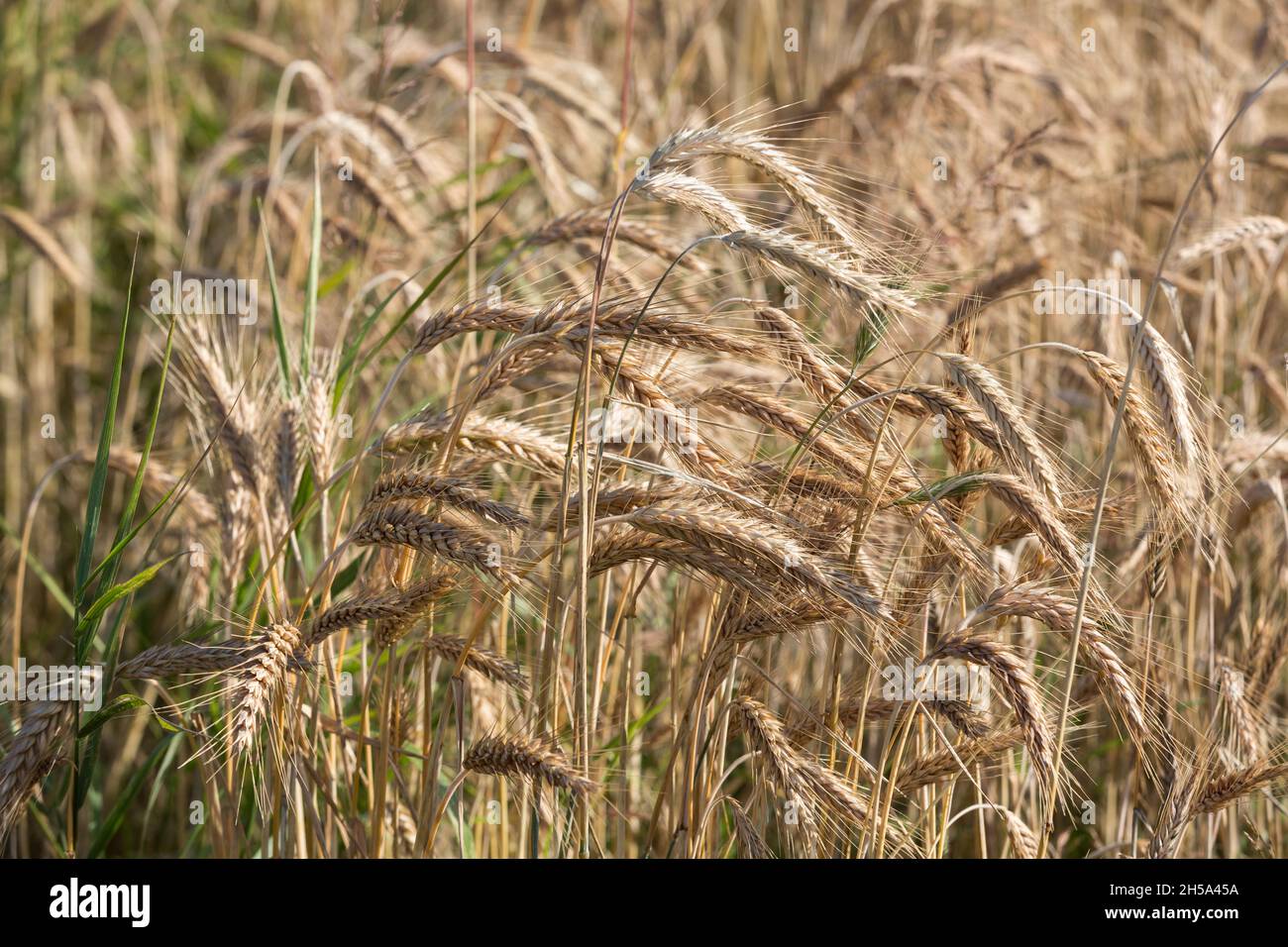 golden wheat in a farm field Stock Photo - Alamy