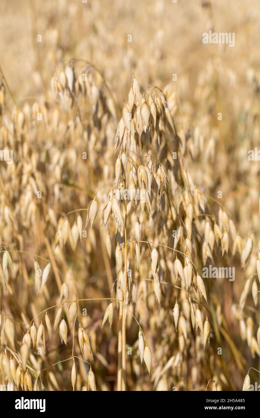 golden wheat in a farm field Stock Photo - Alamy
