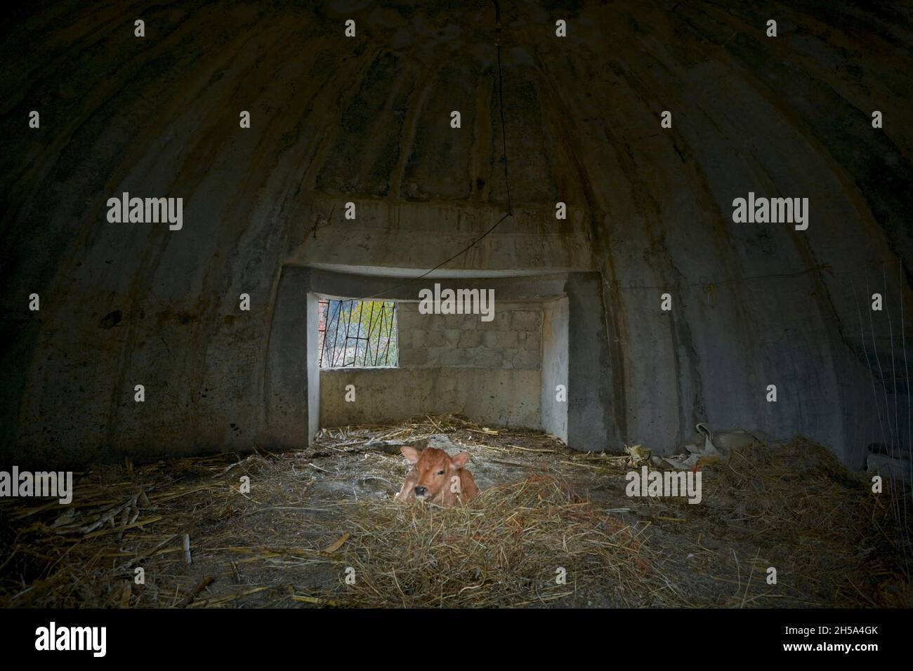 Farm building for housing livestock that was once a bunker form the ...