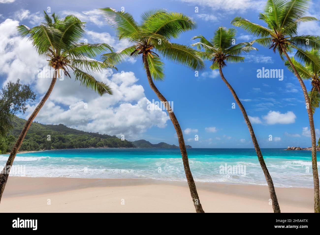 Coco palms on paradise Sunny beach in Caribbean island Stock Photo - Alamy