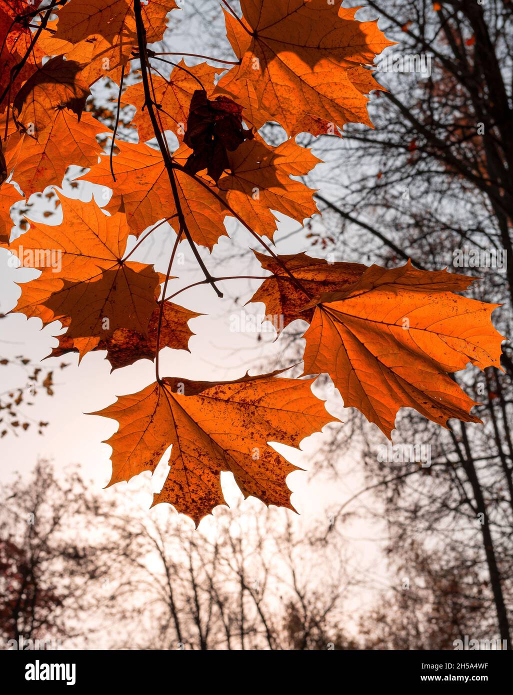 Canada maple autumn landscape hi-res stock photography and images - Alamy