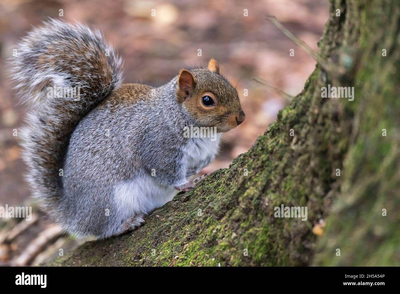 Squirrel pest hi-res stock photography and images - Alamy