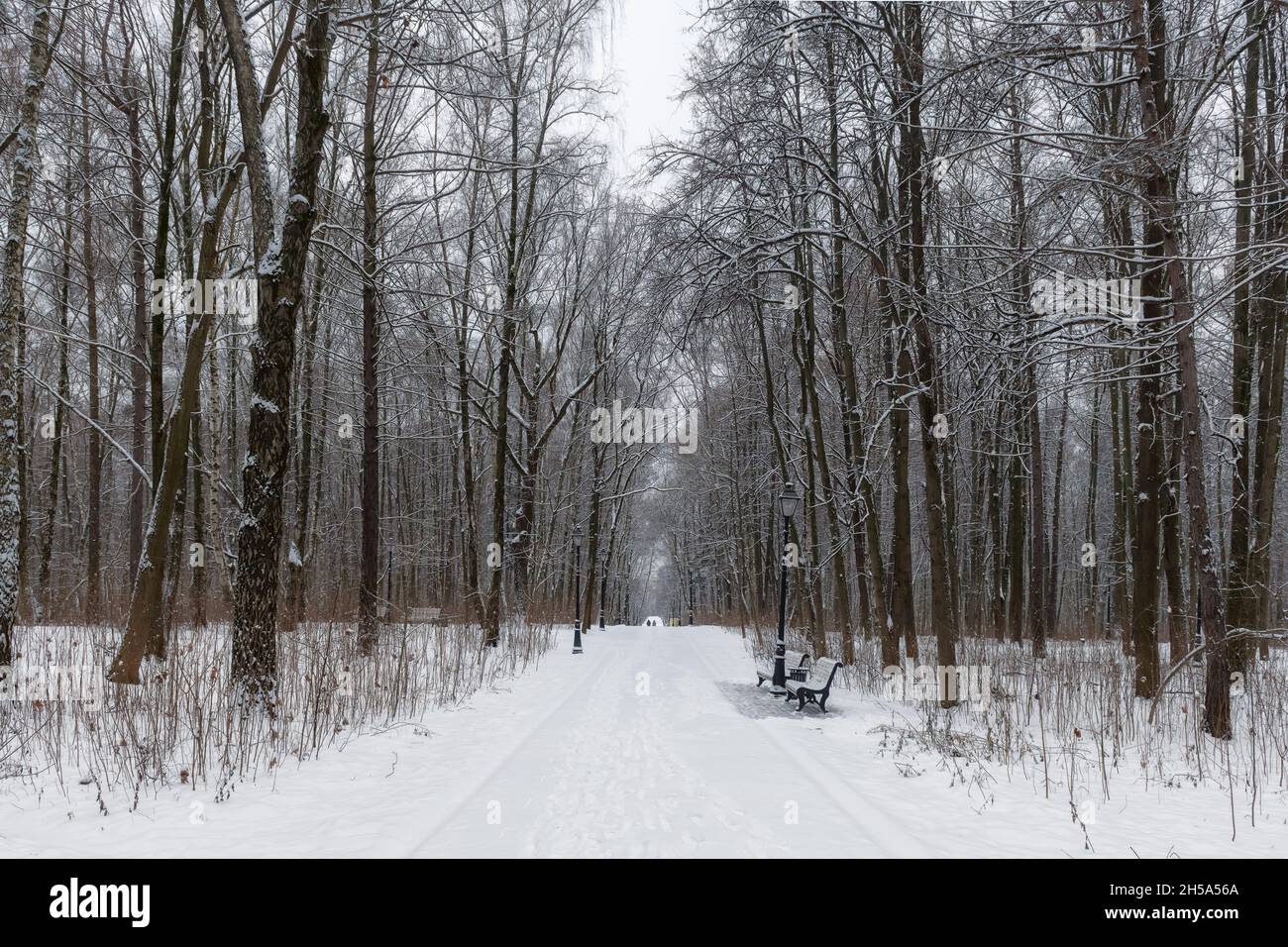 Winter landscape snowy trees hi-res stock photography and images - Alamy