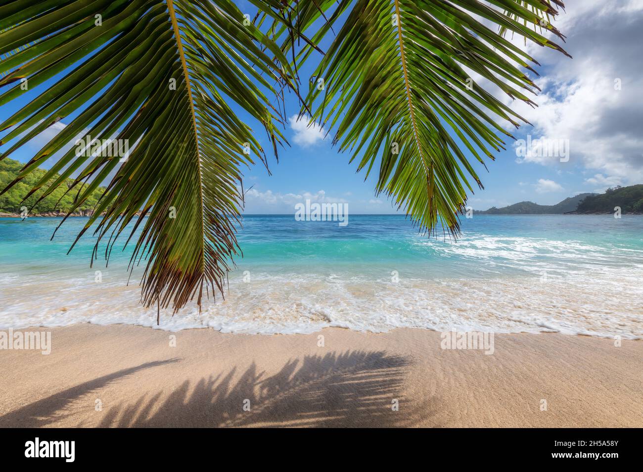 Palm leaves in tropical sandy beach Stock Photo - Alamy