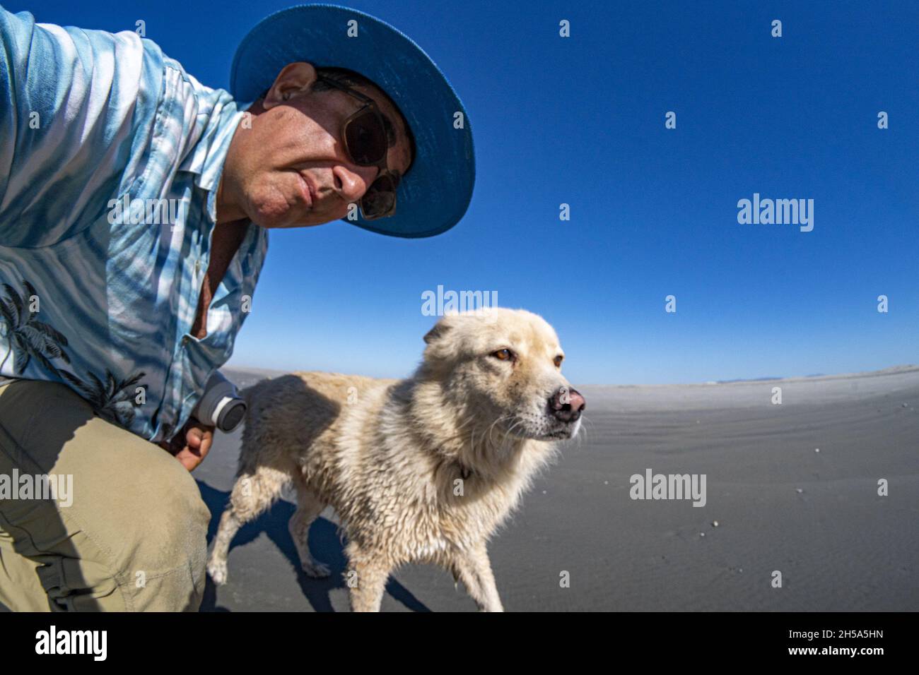 white wolf dog on the ocean beach Stock Photo - Alamy