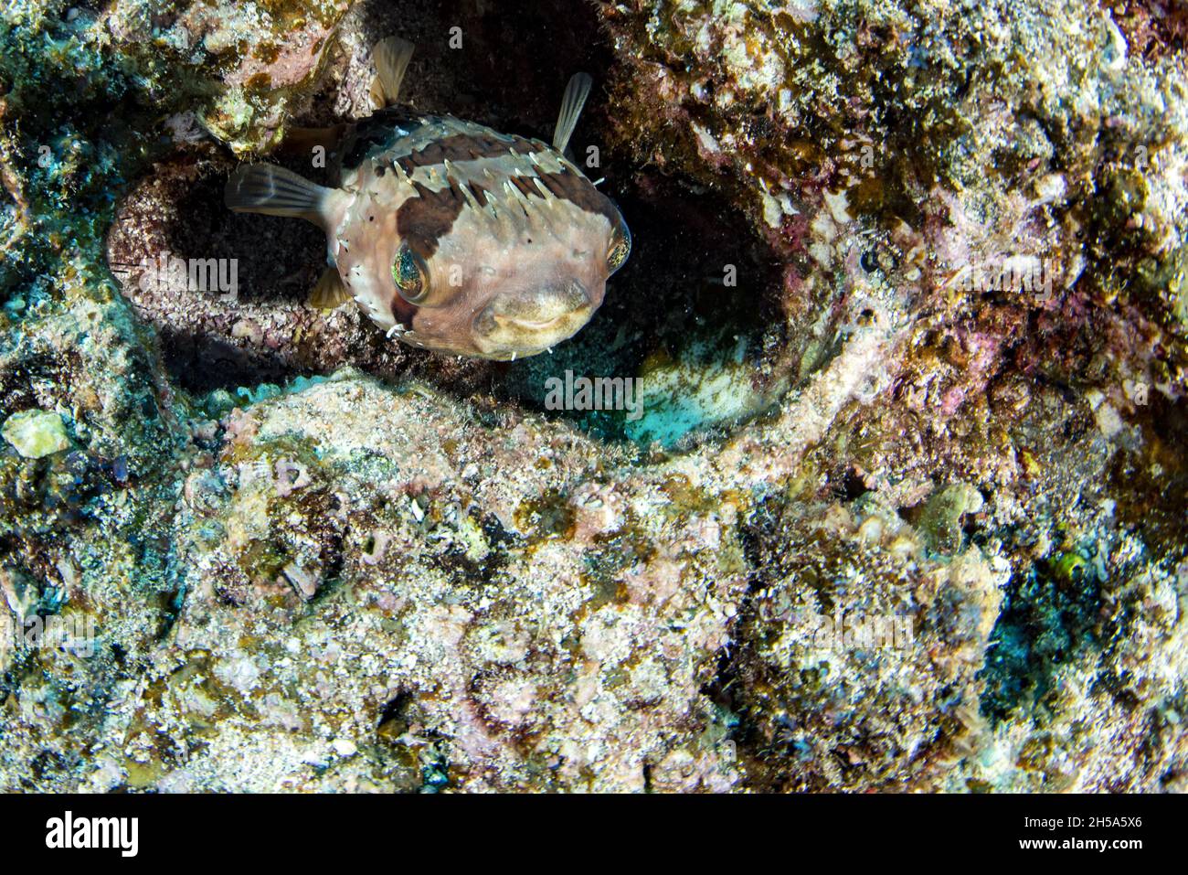 portrait of porcupine box puffer fish while diving Stock Photo - Alamy