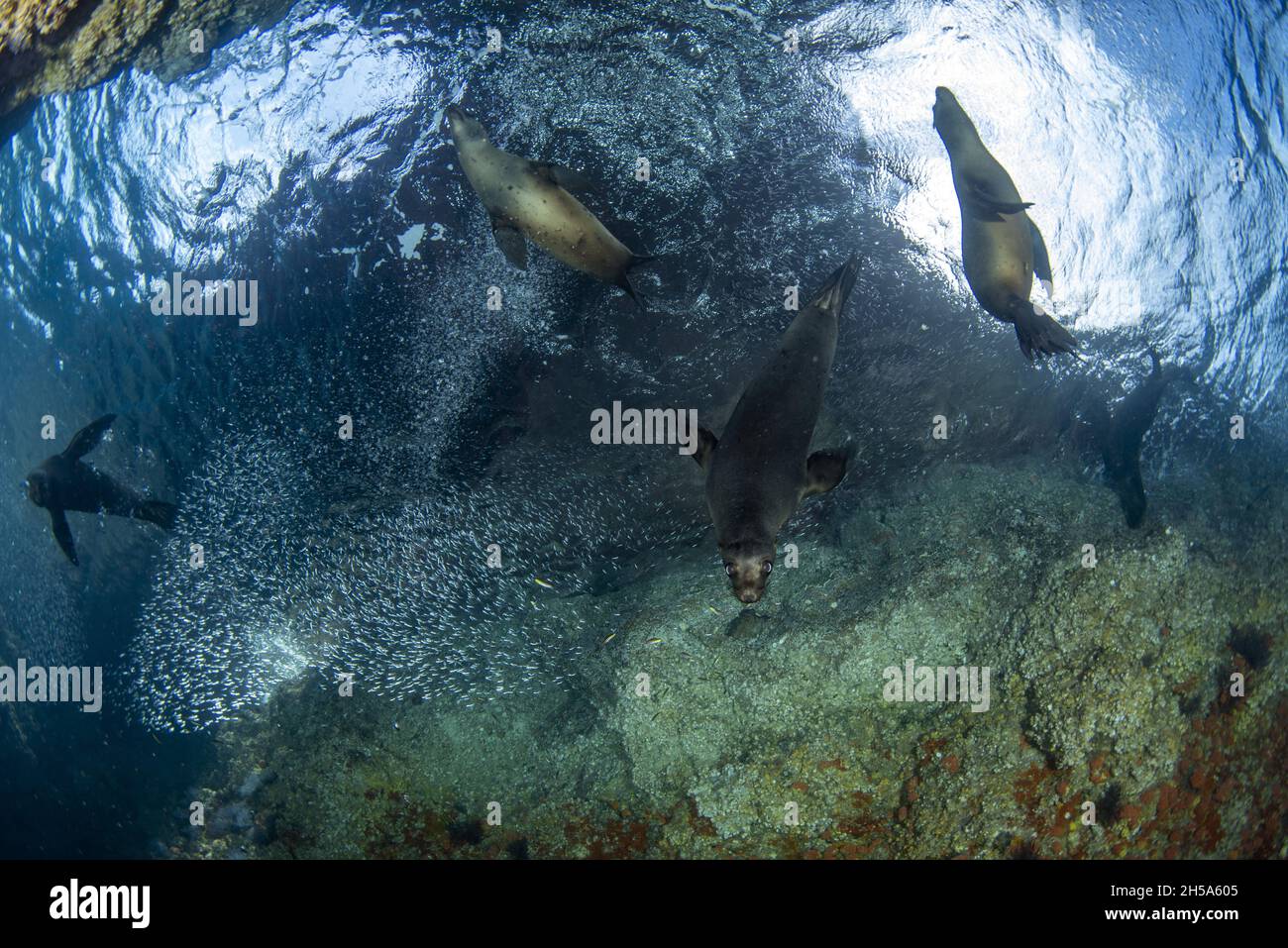 Seal hunting underwater hi-res stock photography and images - Alamy