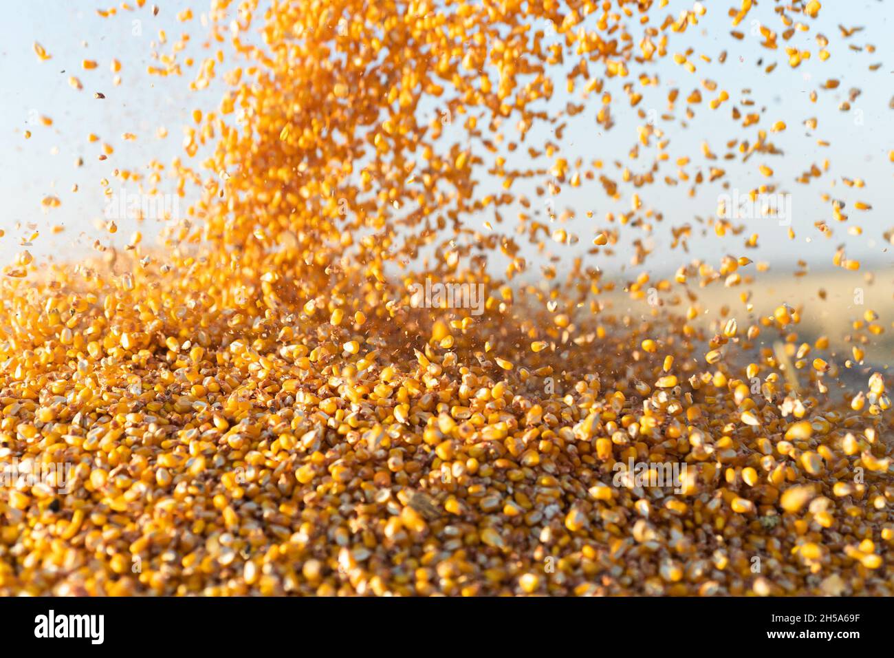 Grain auger of combine pouring corn into tractor trailer Stock Photo ...