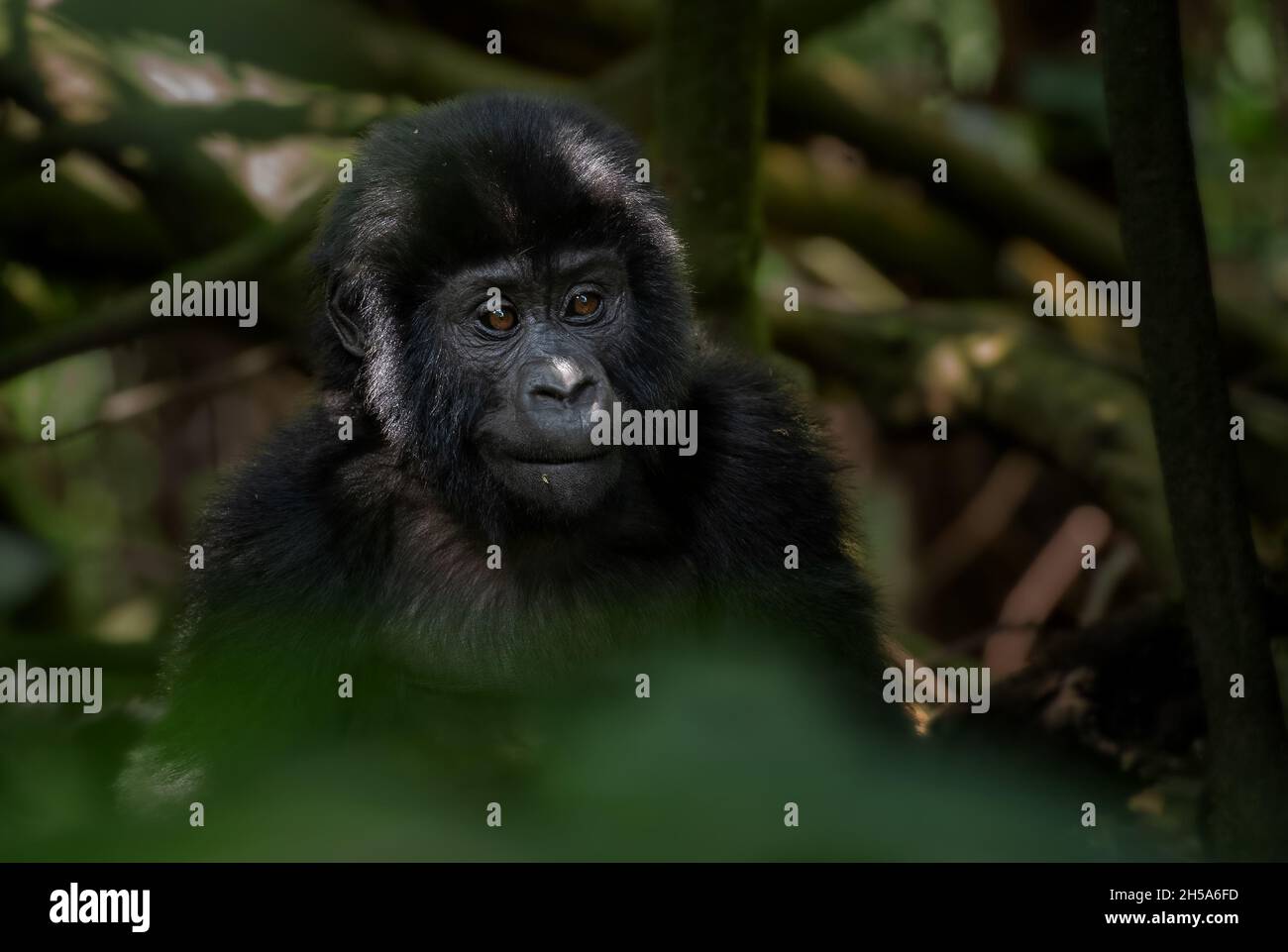 Mountain gorilla - Gorilla beringei, endangered popular large ape from ...