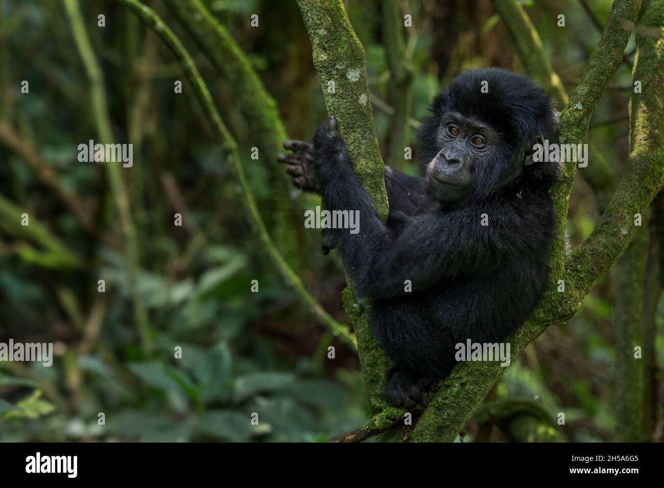 Mountain gorilla - Gorilla beringei, endangered popular large ape from ...