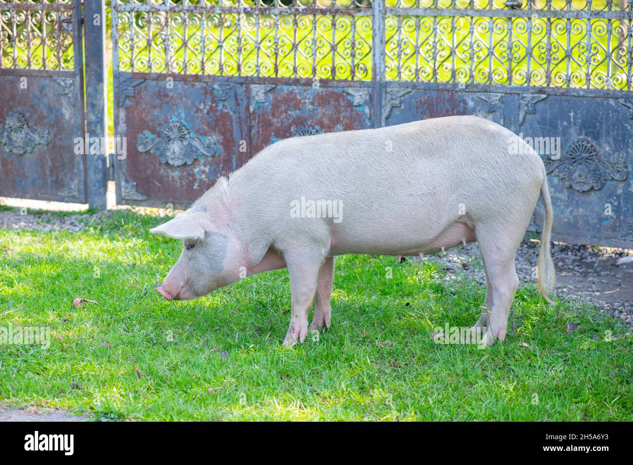 a huge pig eats weed behind a fence Stock Photo - Alamy