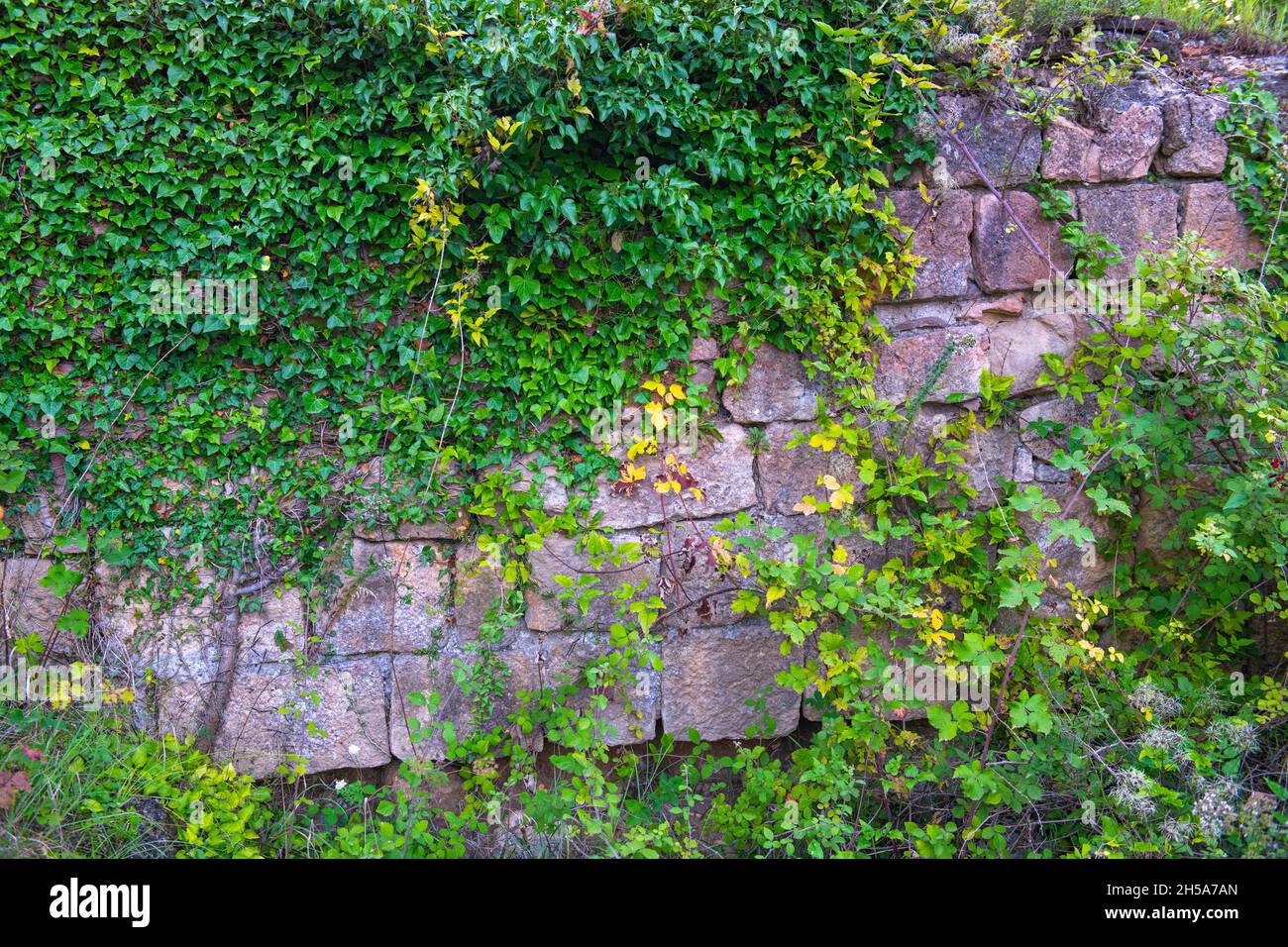 a large stone wall overgrown with various grass Stock Photo - Alamy
